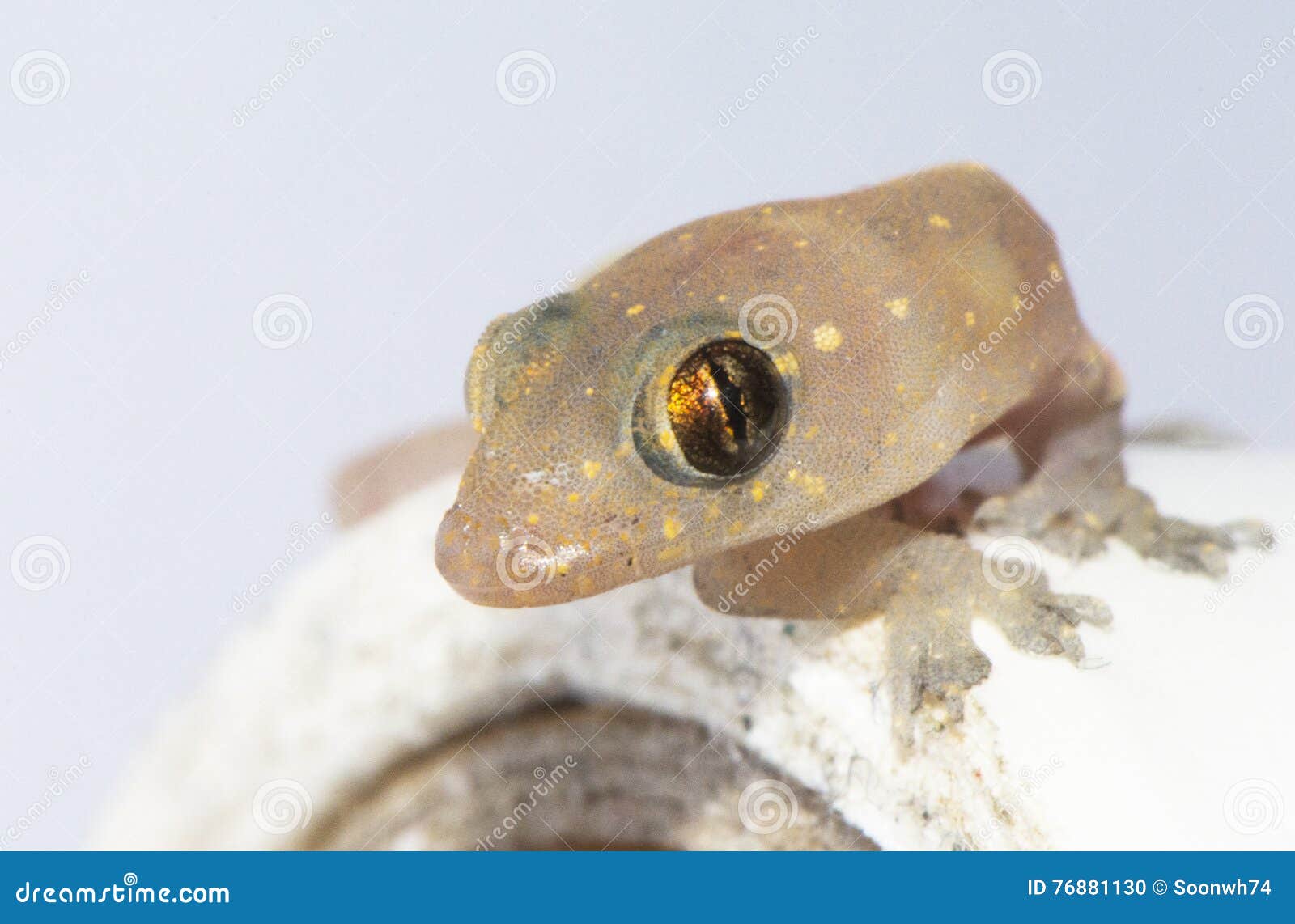 Gecko Lizard stock photo. Image of desert, grey, gecko - 76881130
