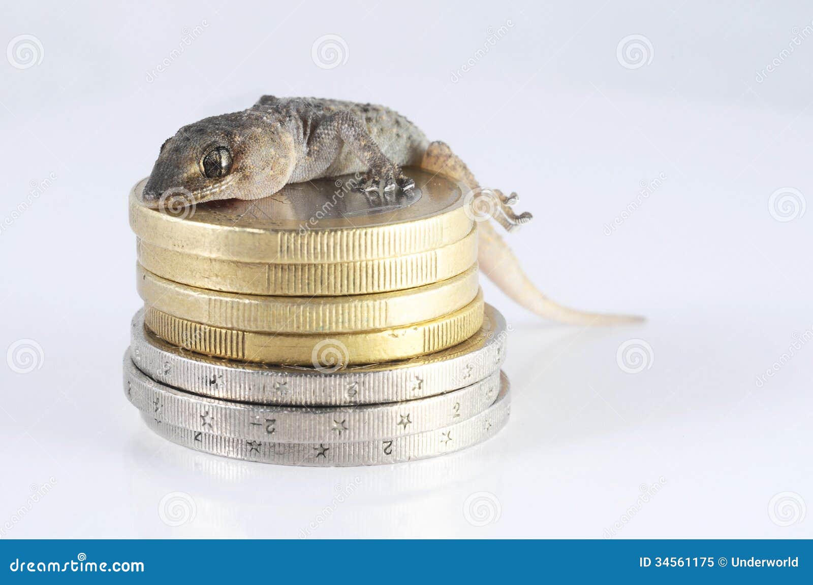 Gecko Lizard and Coin stock image. Image of creature - 34561175