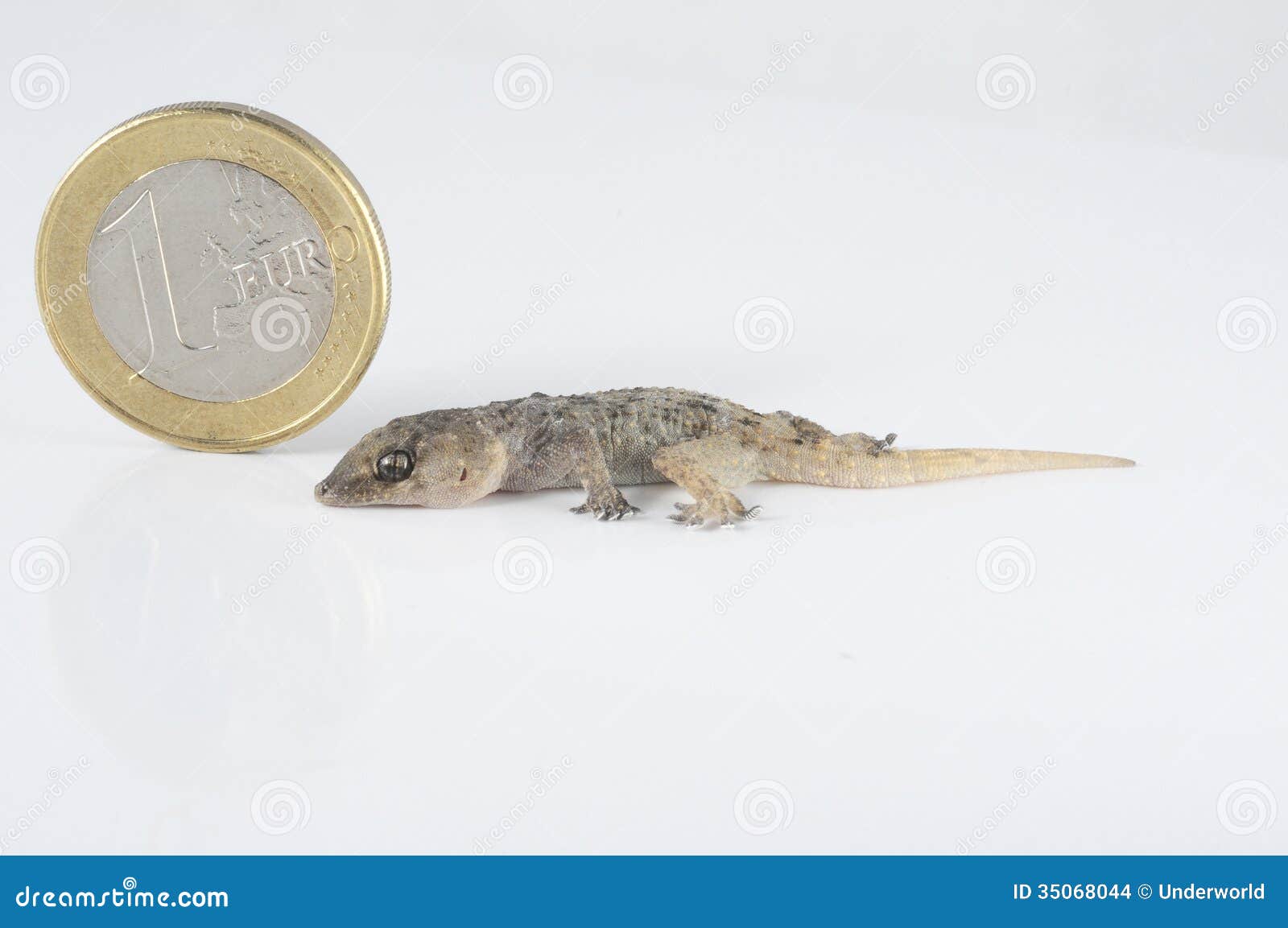Gecko Lizard and Coin stock photo. Image of curious, isolated - 35068044