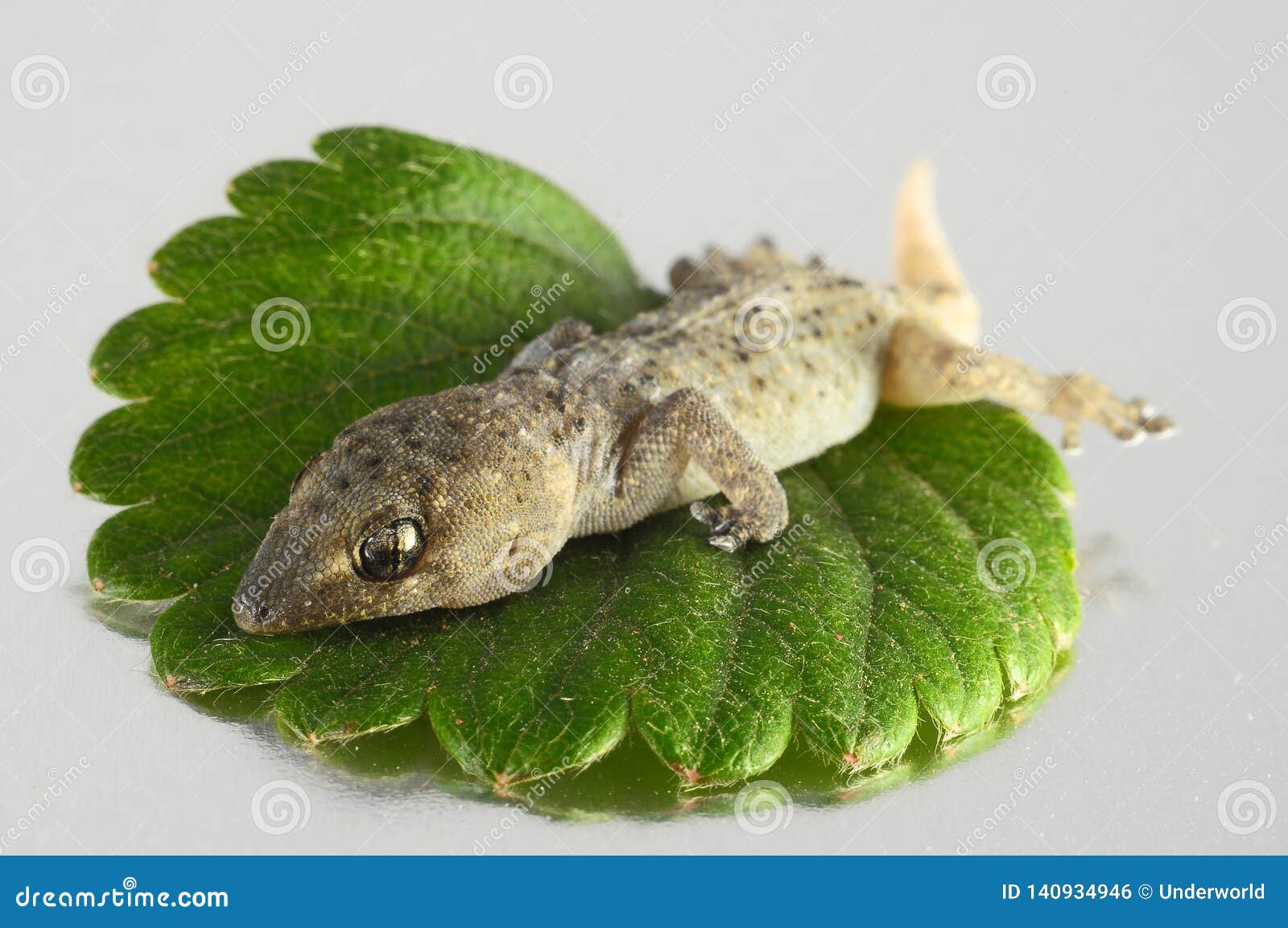 Gecko Lizard and Leaf stock photo. Image of full, reptilian - 140934946