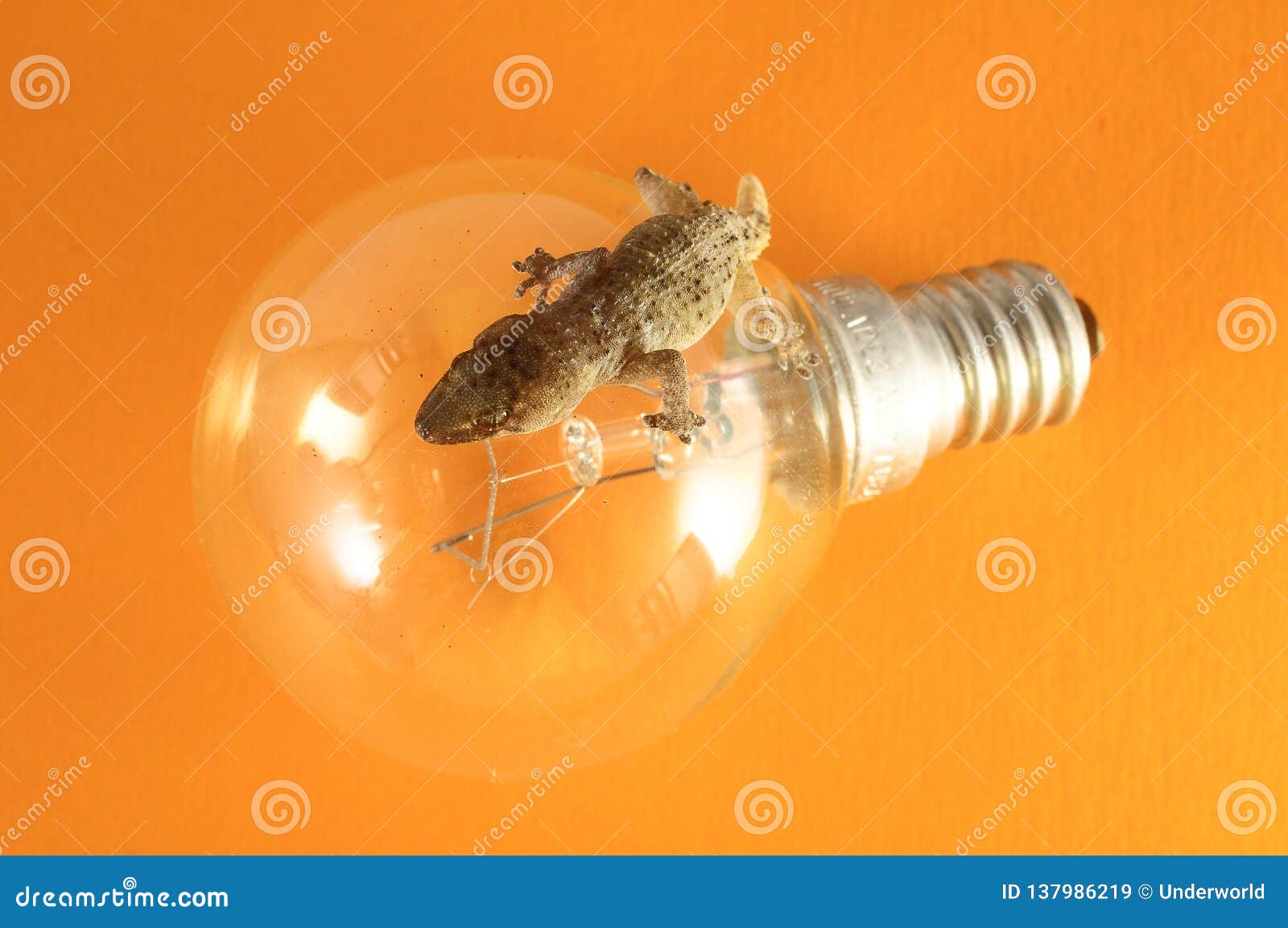 Gecko Lizard and Light Bulb Stock Image - Image of curious, creature ...