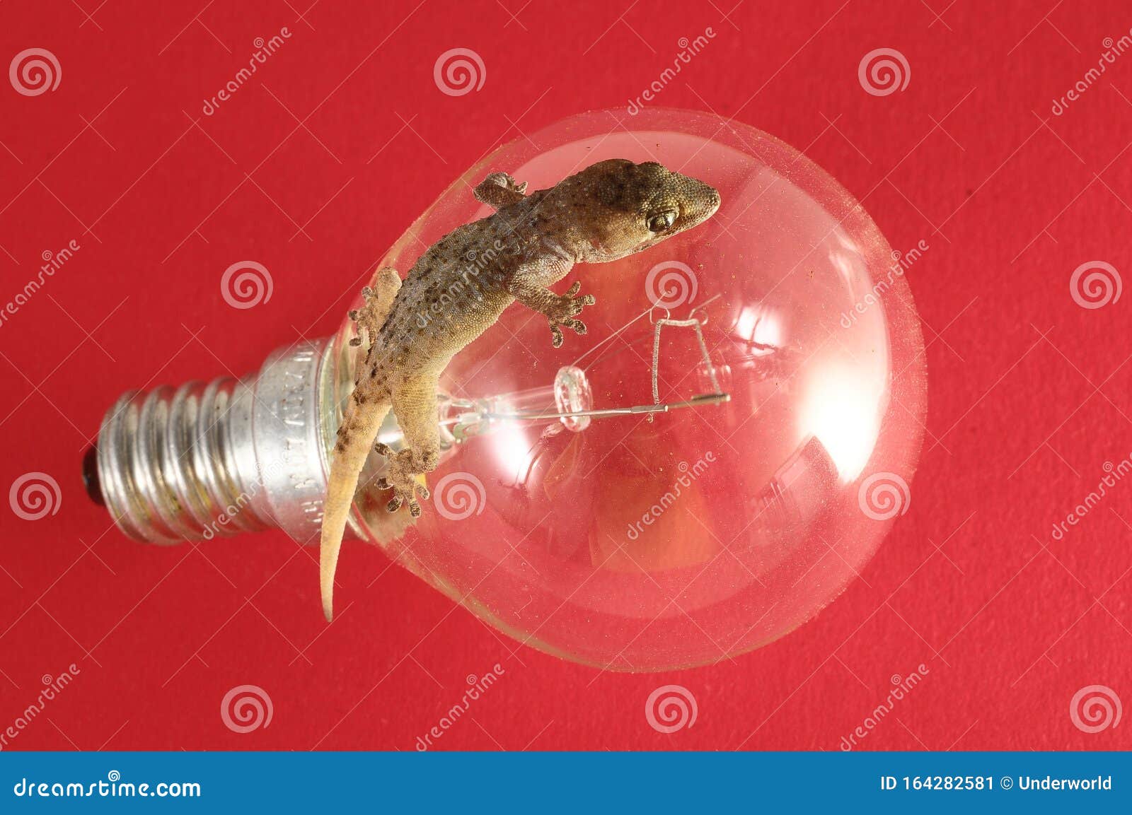 Gecko Lizard and Light Bulb Stock Image - Image of curious, inspiration ...
