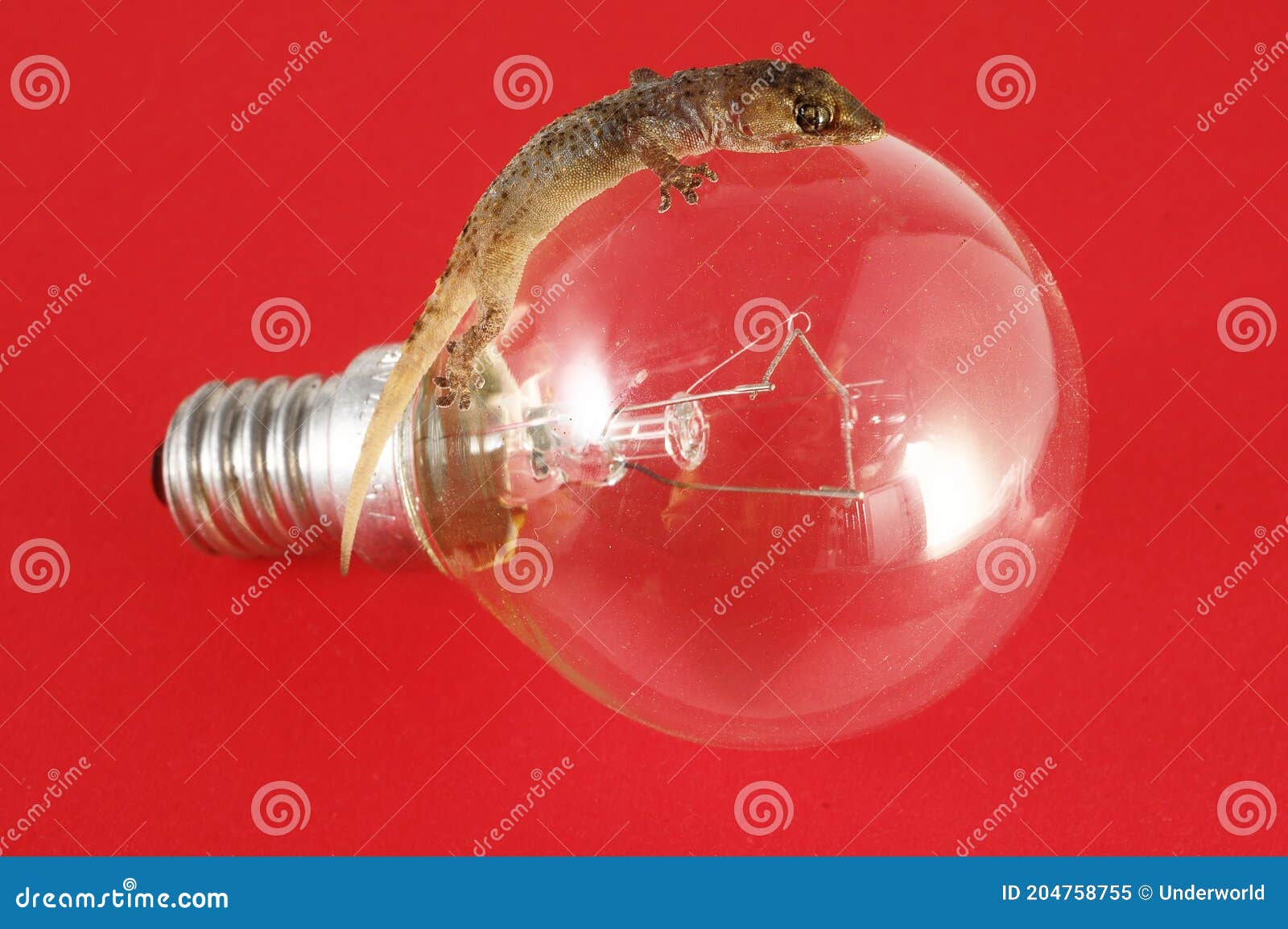 Gecko Lizard and Light Bulb Stock Image - Image of close, bulb: 204758755