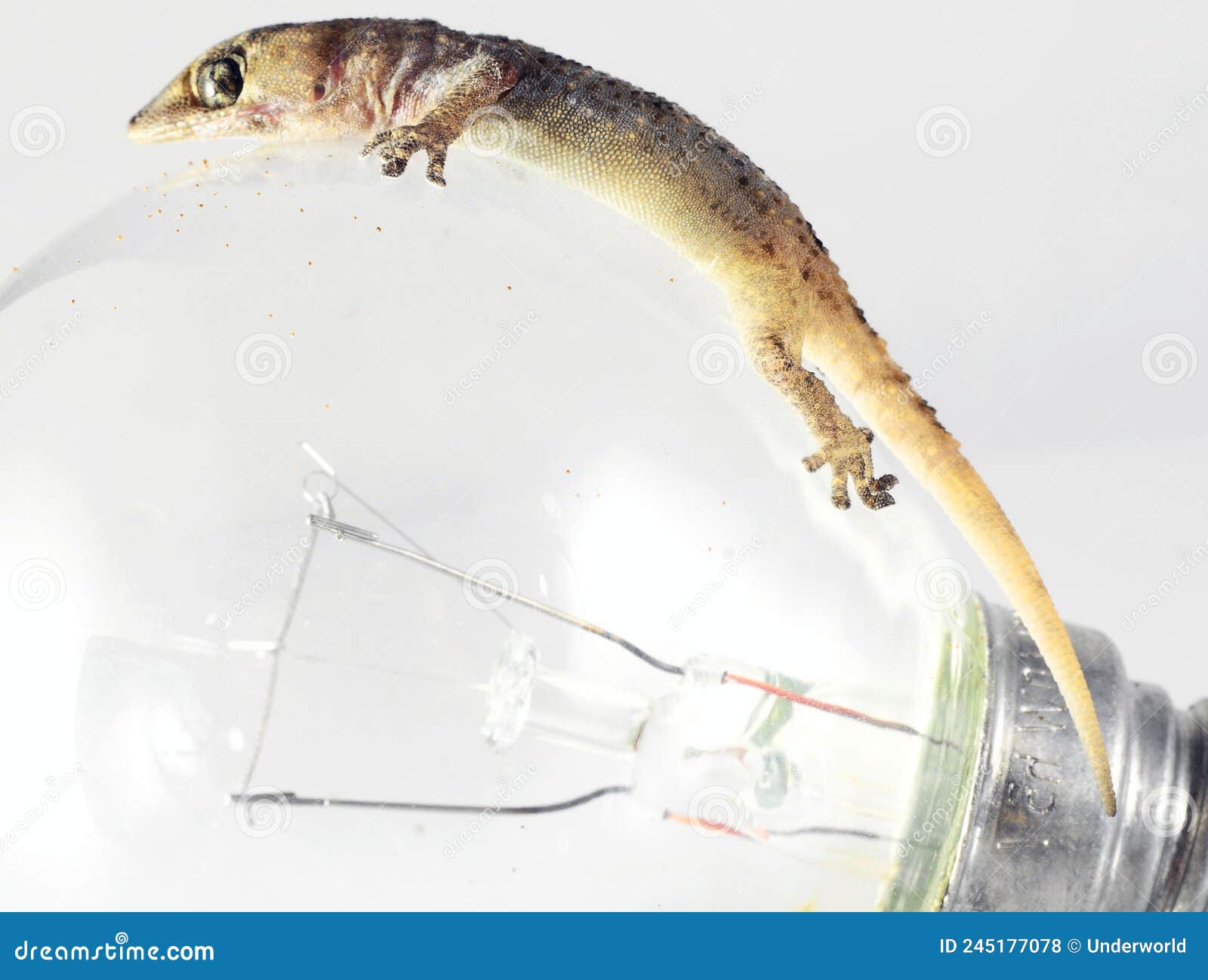 Gecko Lizard and Light Bulb Stock Photo - Image of climbing, skin ...