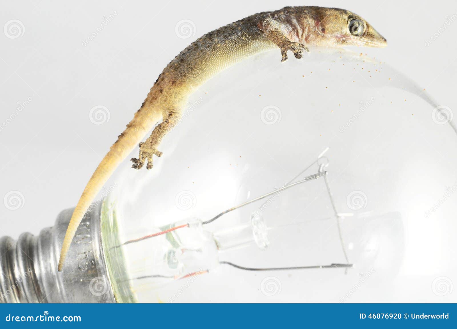 Gecko Lizard and Light Bulb Stock Photo - Image of length, brown: 46076920