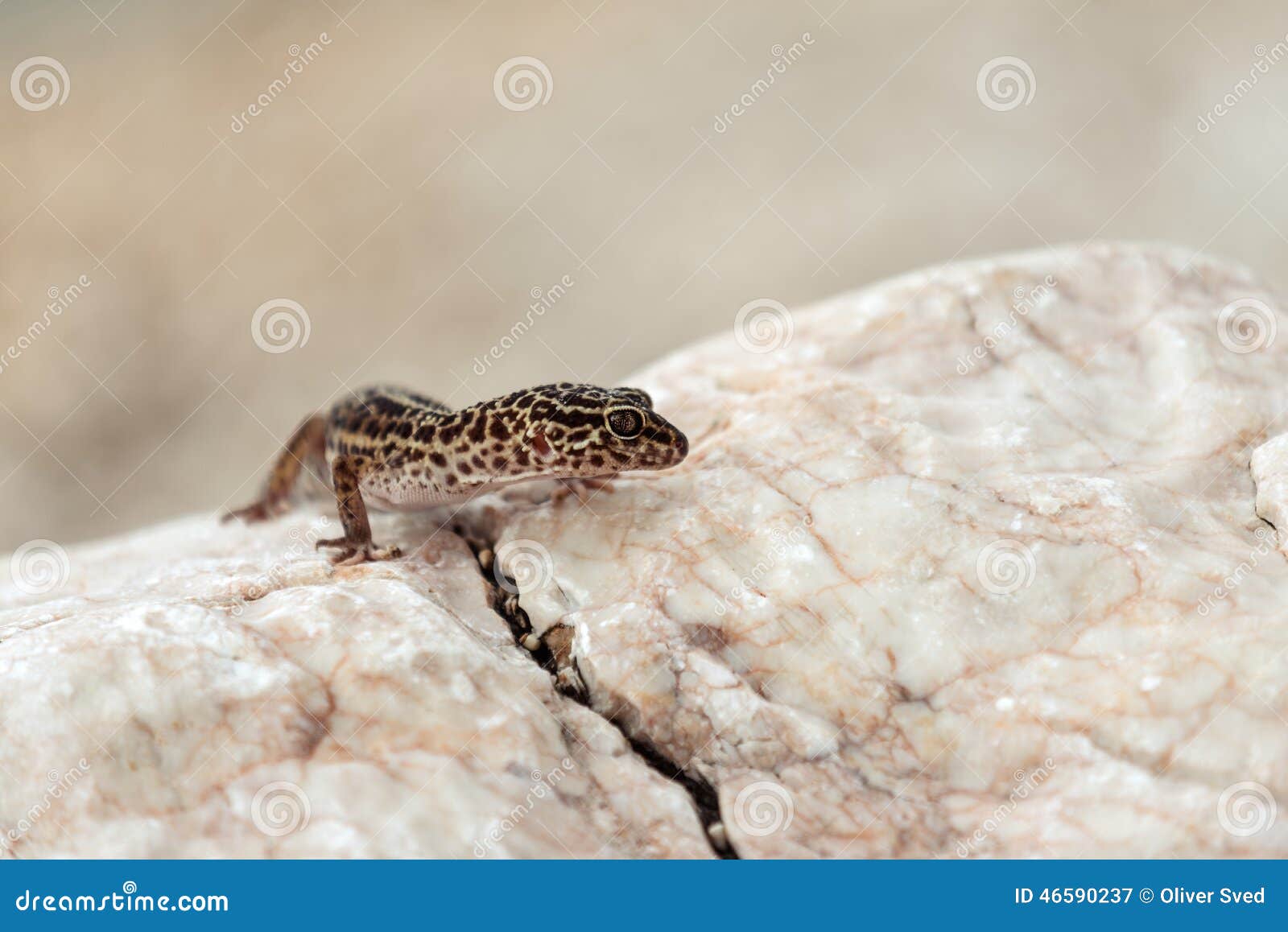 Gecko lizard on rocks stock image. Image of nature, body - 46590237