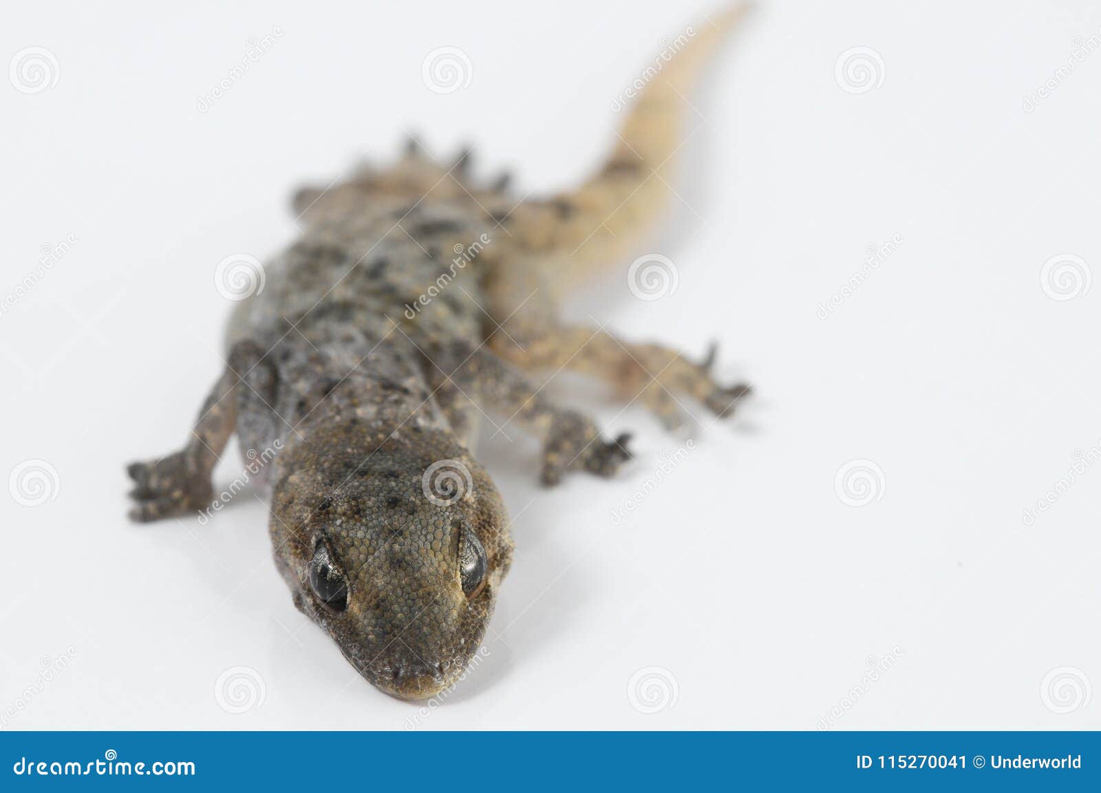 Gecko Lizard stock image. Image of wildlife, studio - 115270041