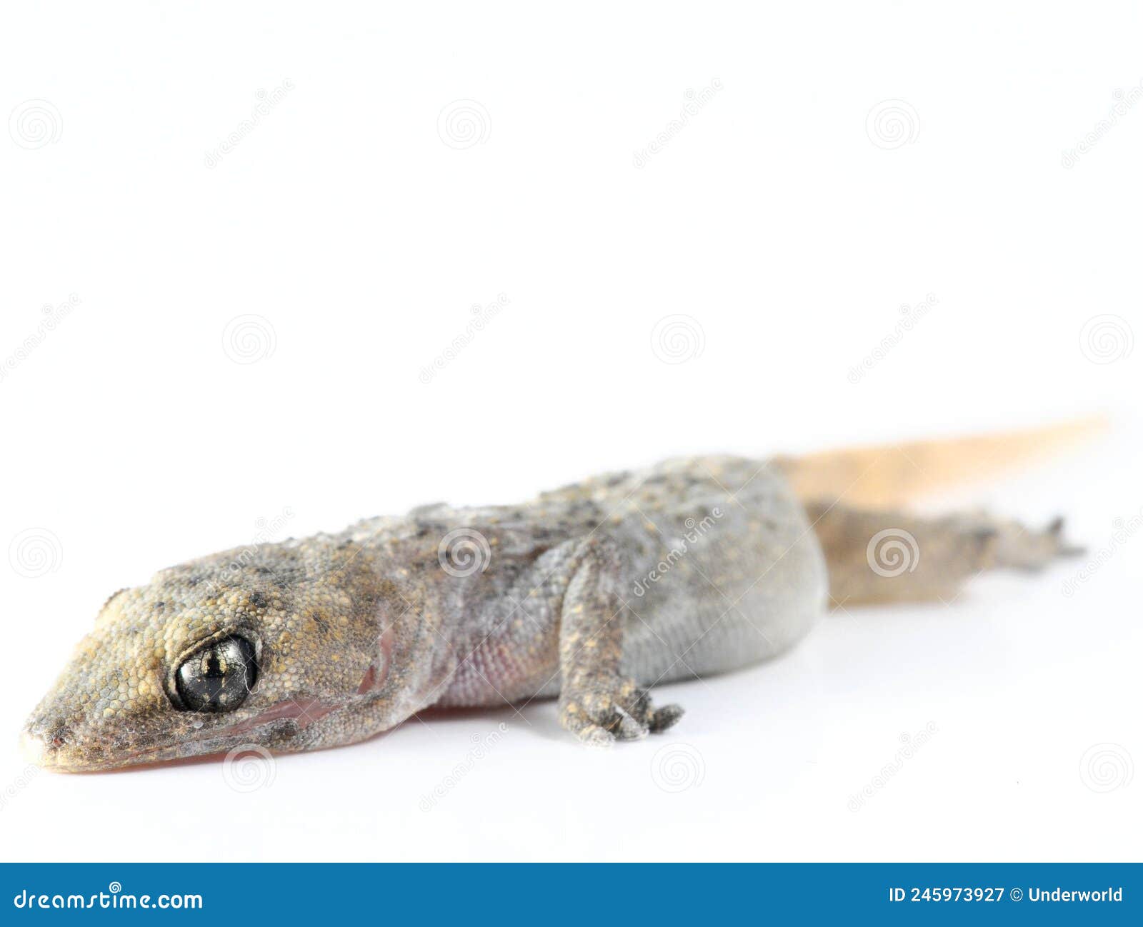 Gecko Lizard stock image. Image of gekko, wildlife, creature - 245973927