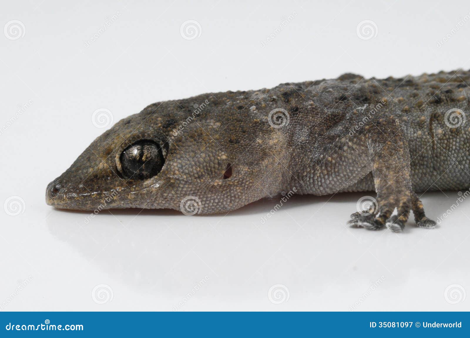 Gecko Lizard stock image. Image of house, white, lizard - 35081097