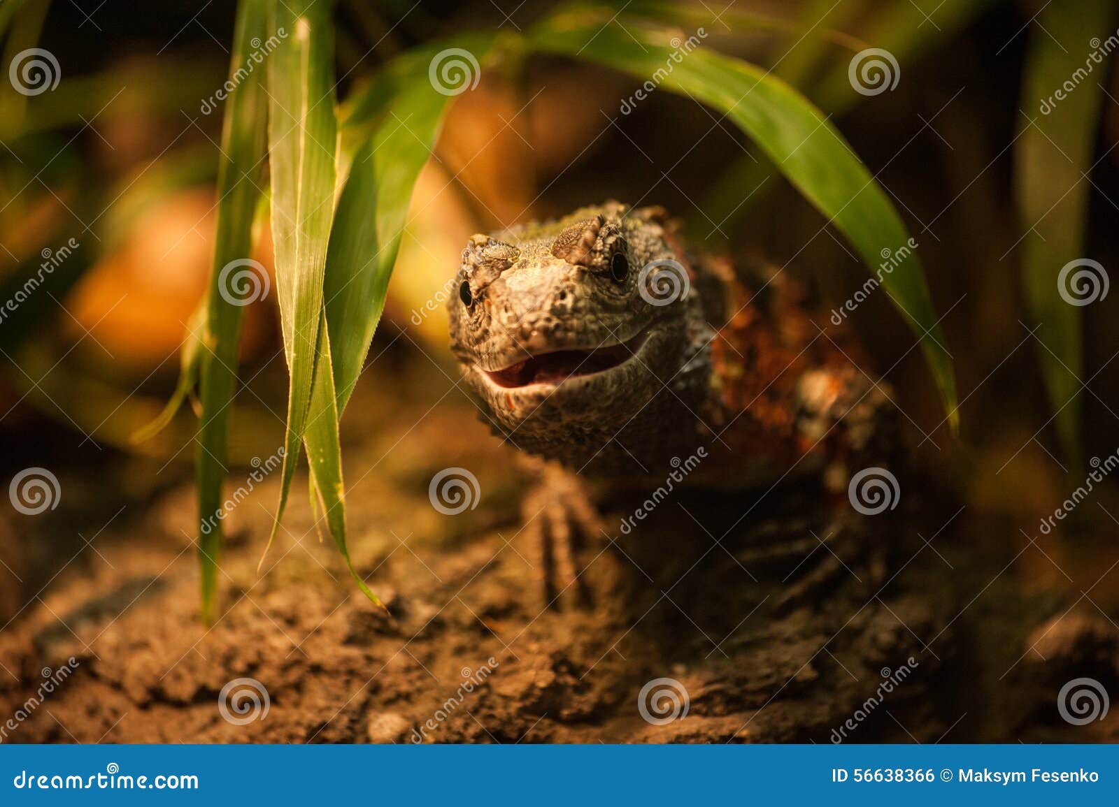 Gecko Lizard Smiling into Camera Stock Photo - Image of close ...