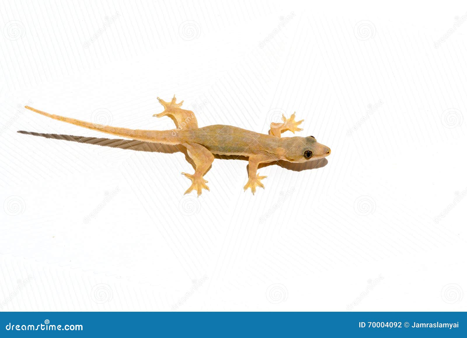 Gecko Lizard stock photo. Image of creature, closeup - 70004092