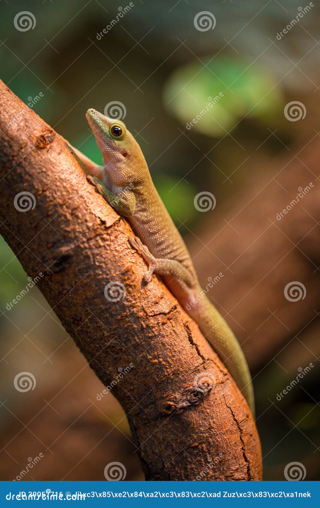 Gecko lizard stock photo. Image of nature, leaf, gecko - 39057716