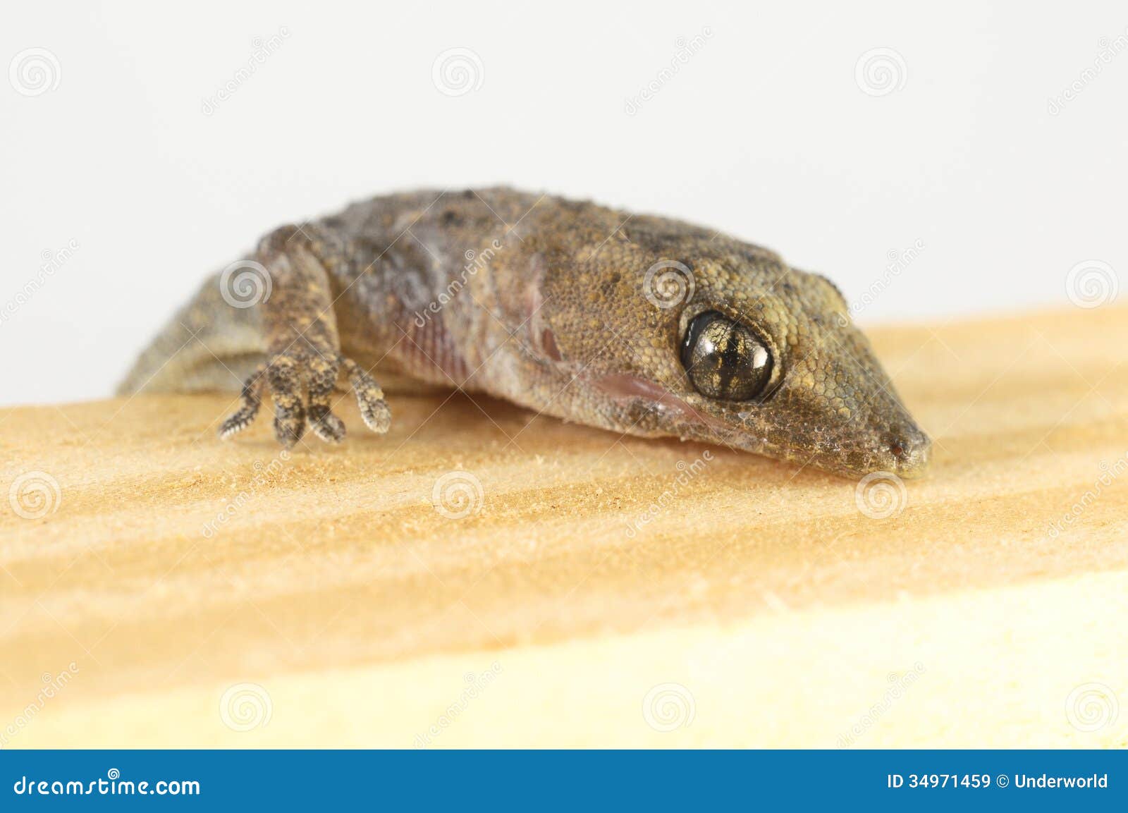 Gecko Lizard and Wood stock image. Image of gekko, brown - 34971459