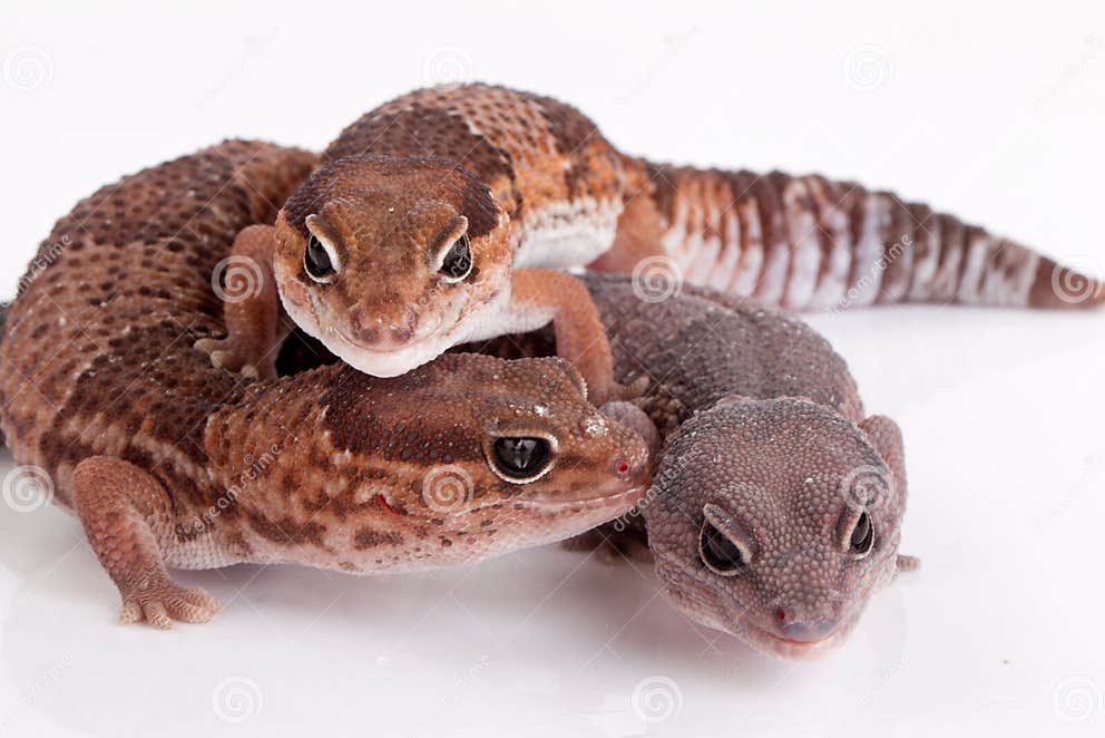 Gecko lizards stock photo. Image of reptiles, amphibians - 22761498