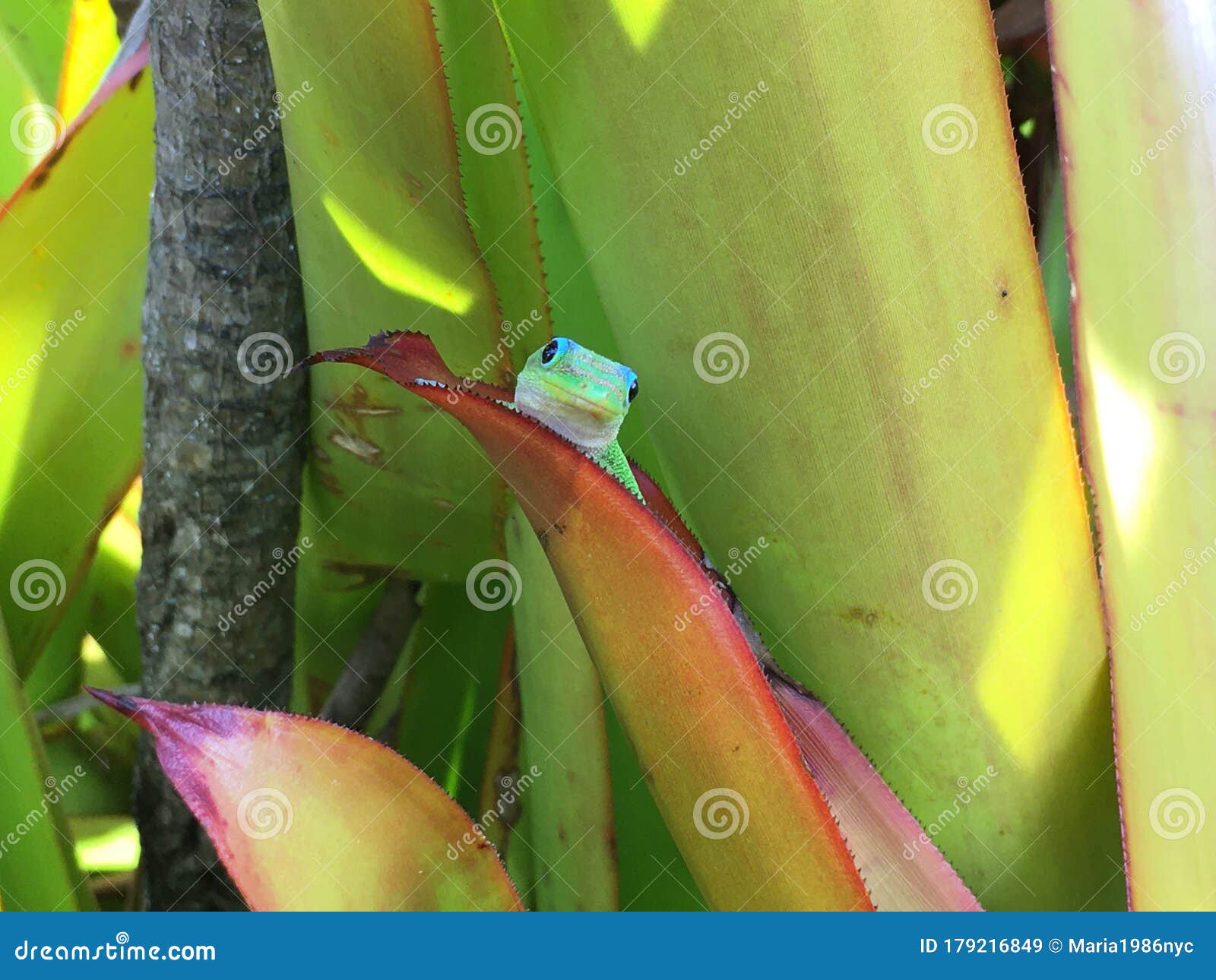 Gecko Lizards in Spring on Kauai Island, Hawaii. Stock Image - Image of ...