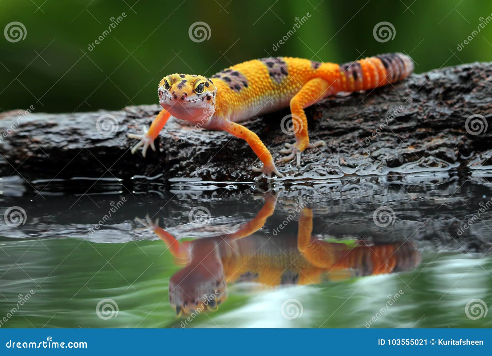 Gecko Lizards Stock Photo | CartoonDealer.com #22761498