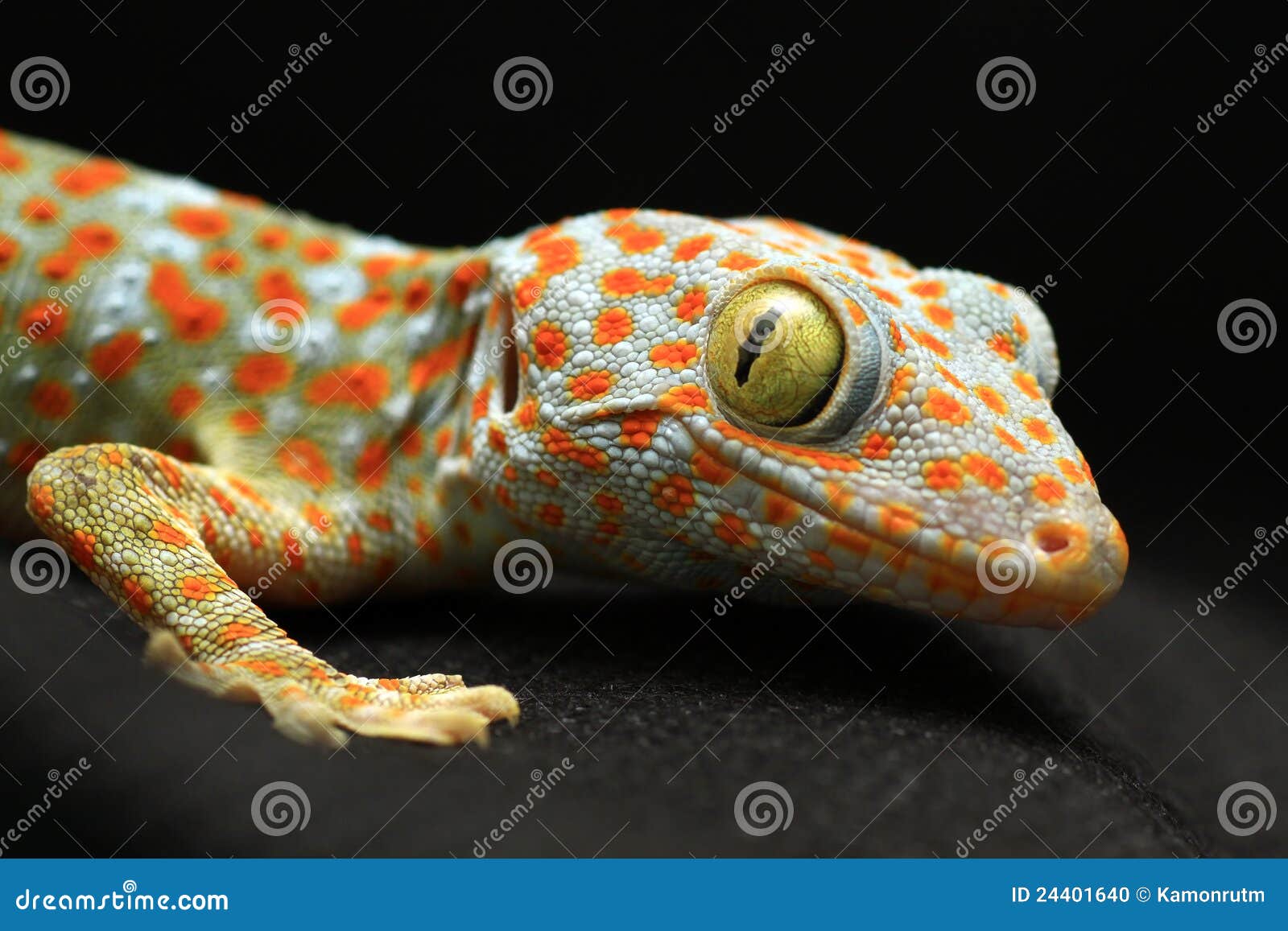 Gecko looking camera stock photo. Image of iguana, exotic - 24401640
