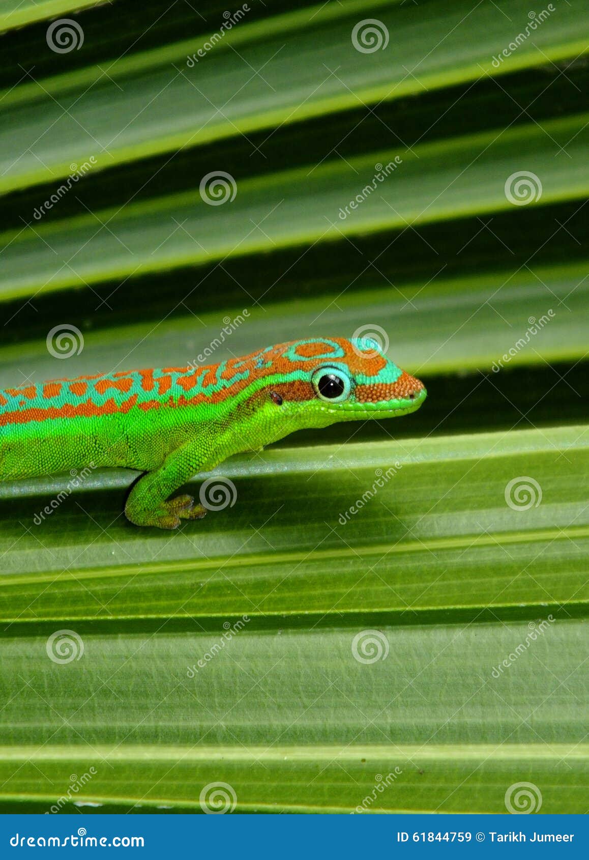 Gecko looking at camera stock image. Image of lizard - 61844759