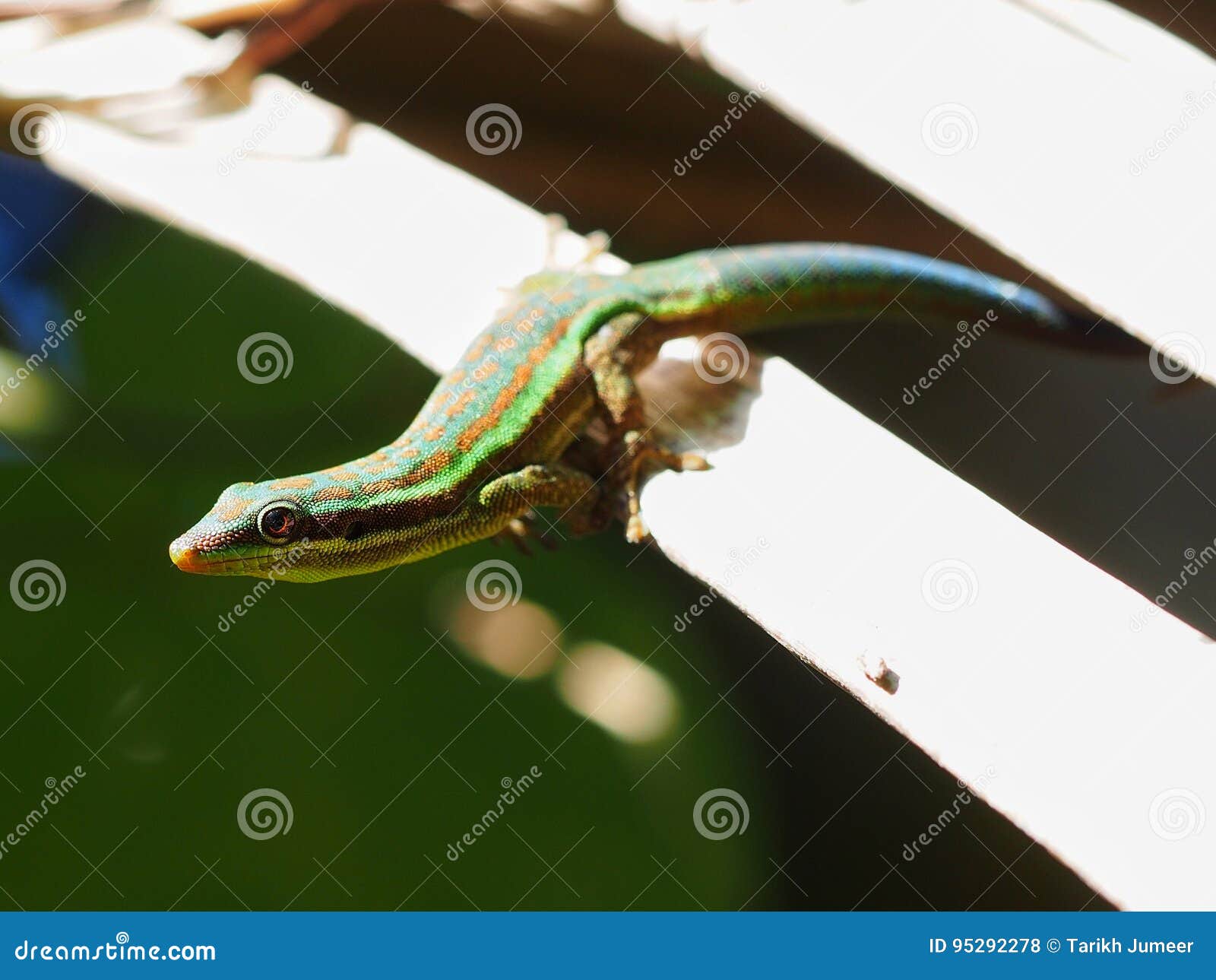 Gecko looking at camera stock photo. Image of species - 95292278