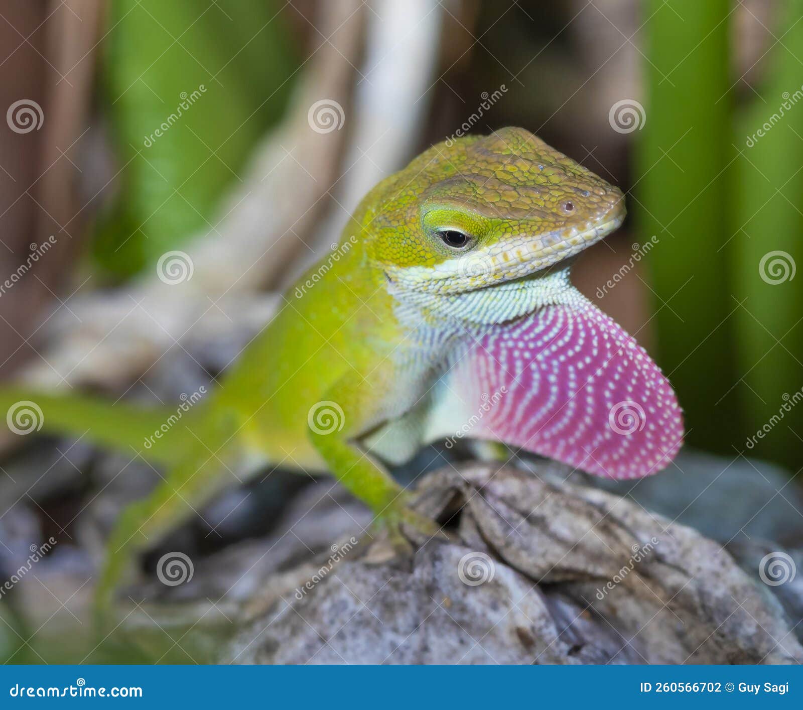 Gecko looking for a mate stock photo. Image of orange - 260566702