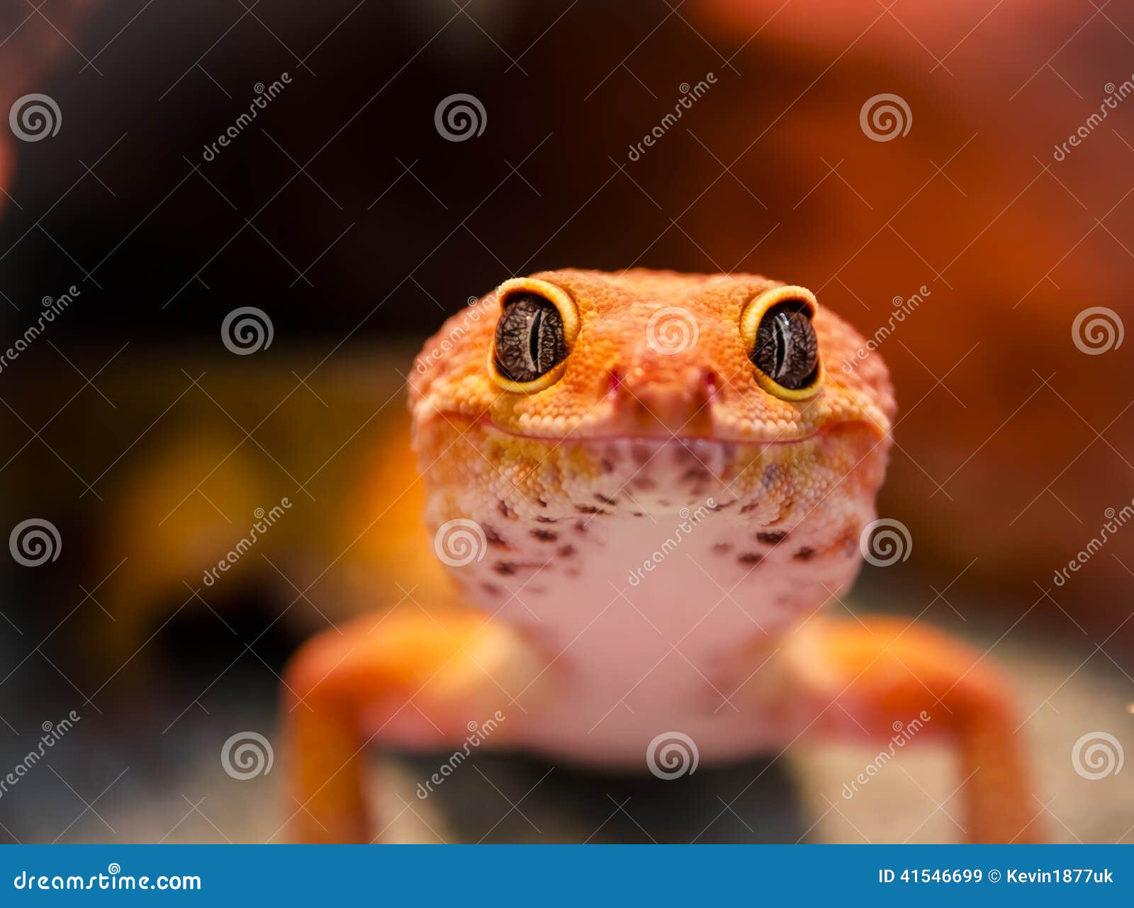 Gecko Looking Camera Stock Images - Download 141 Royalty Free Photos