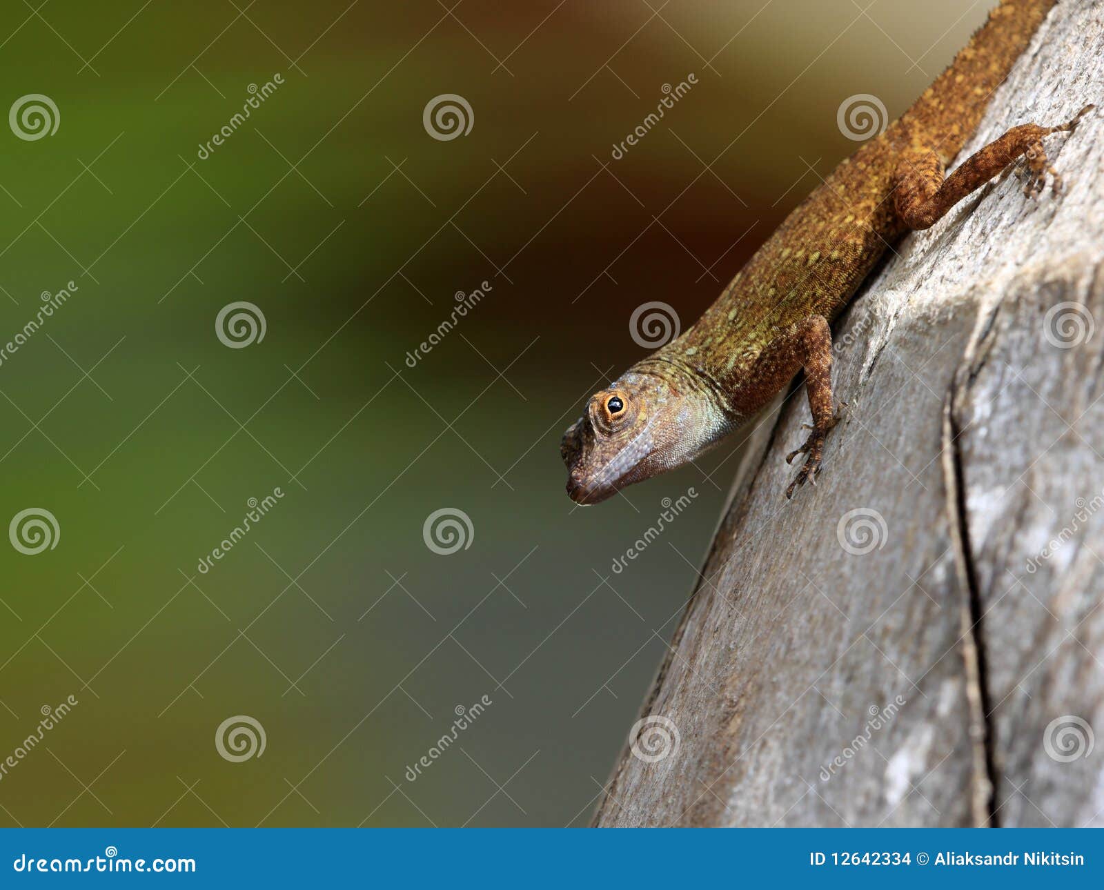 Gecko macro stock photo. Image of animal, head, nature - 12642334