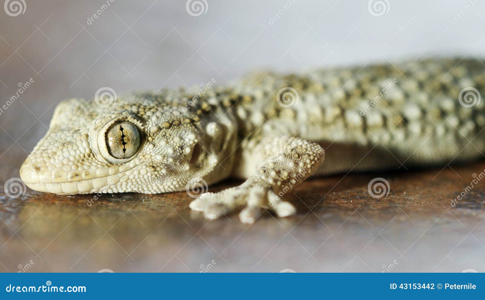 Gecko macro stock photo. Image of floor, animal, lizard - 43153442