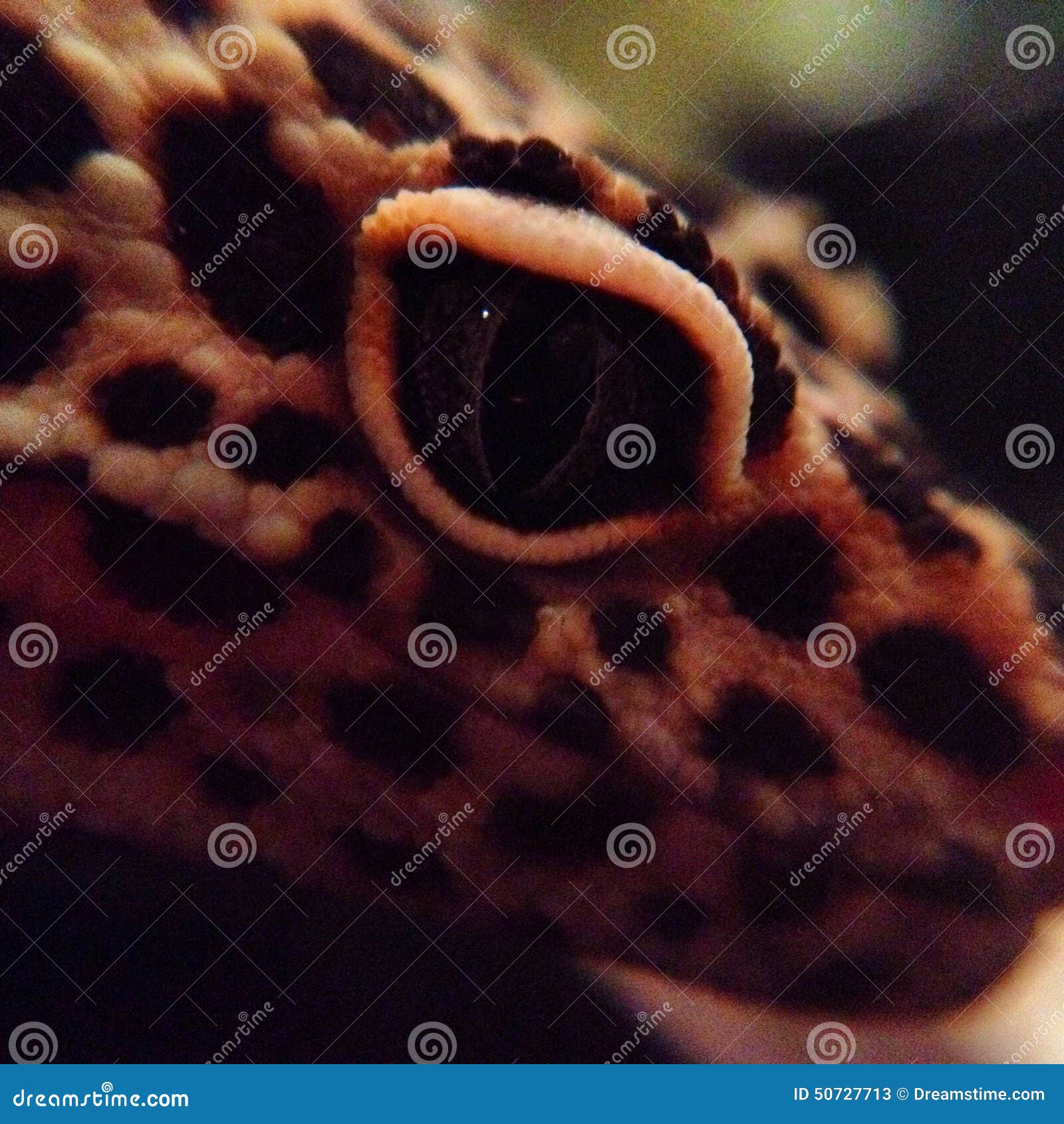 Gecko stock image. Image of macro, geckos, leopard, leopardgecko - 50727713