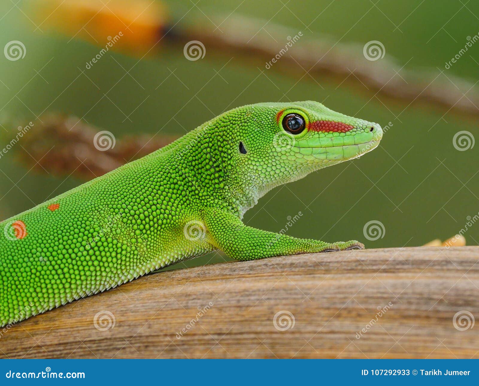 Gecko stock image. Image of tropical, posing, texture - 107292933