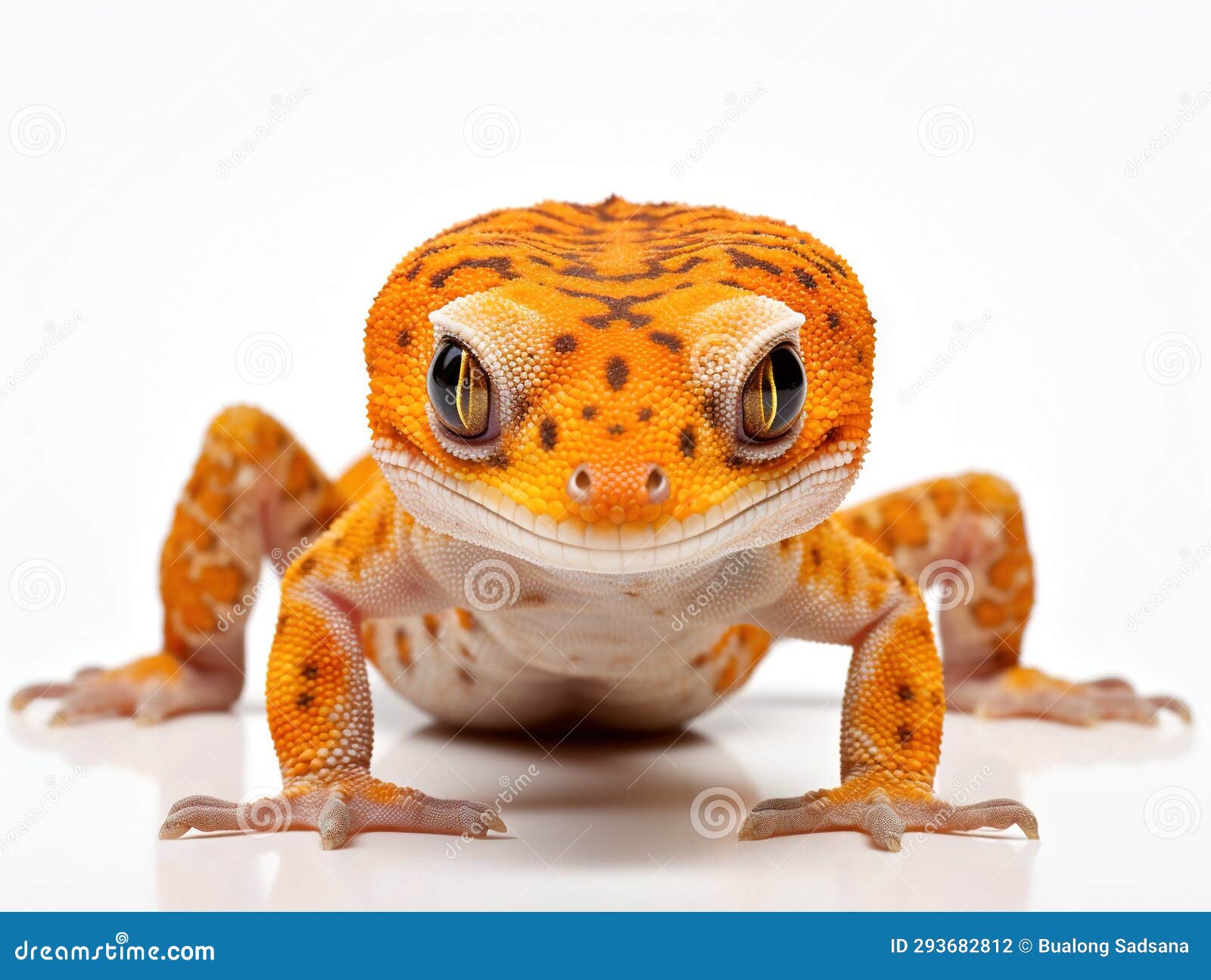 Gecko Feet. Reptile Lizard Animal Foot. Vector | CartoonDealer.com ...