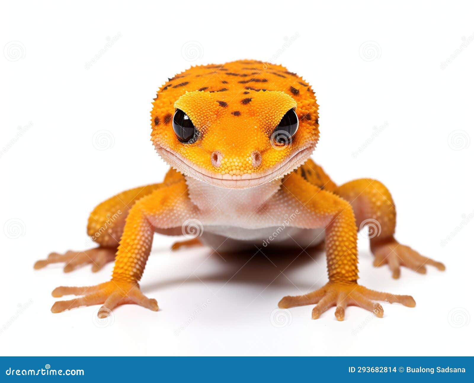 Gecko Feet. Reptile Lizard Animal Foot. Vector | CartoonDealer.com ...