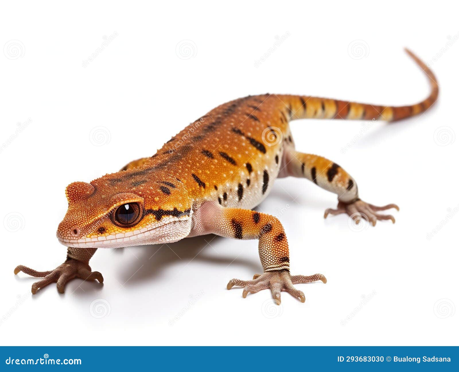 Gecko Feet. Reptile Lizard Animal Foot. Vector | CartoonDealer.com ...