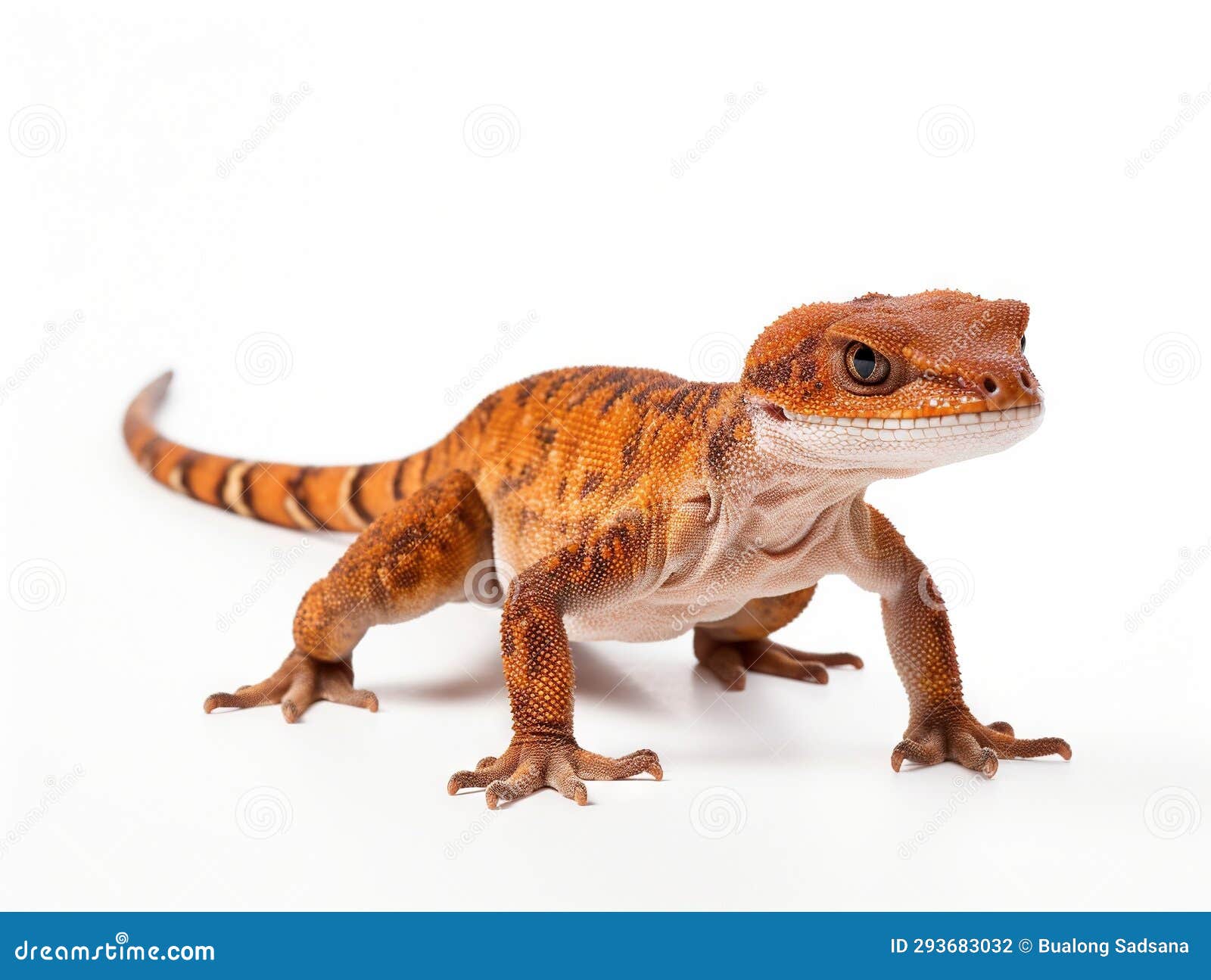 Gecko Feet. Reptile Lizard Animal Foot. Vector | CartoonDealer.com ...