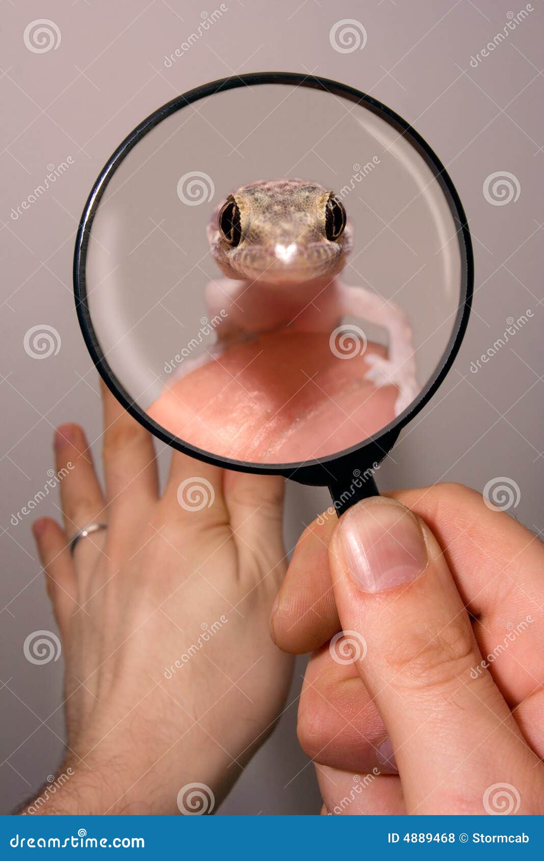 Gecko in a Magnifying Glass Stock Photo - Image of nocturnal, animals ...