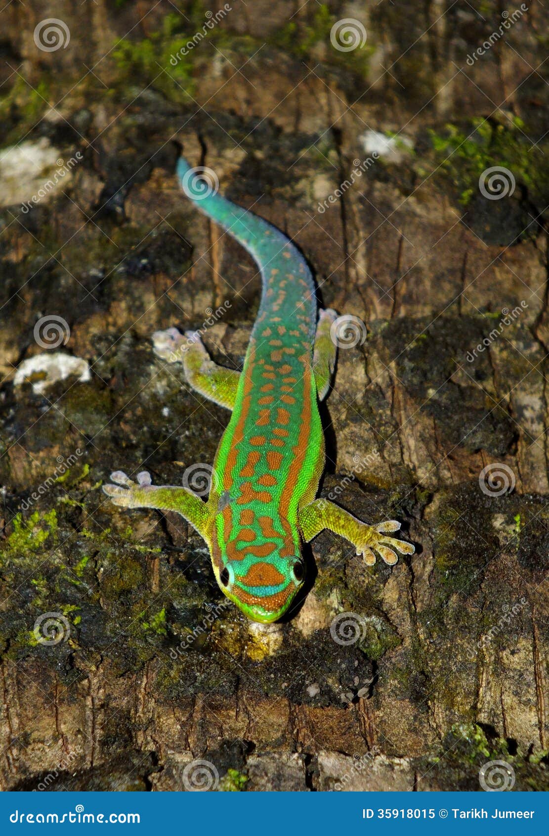 Gecko stock image. Image of lizard, colorful, exotic - 35918015