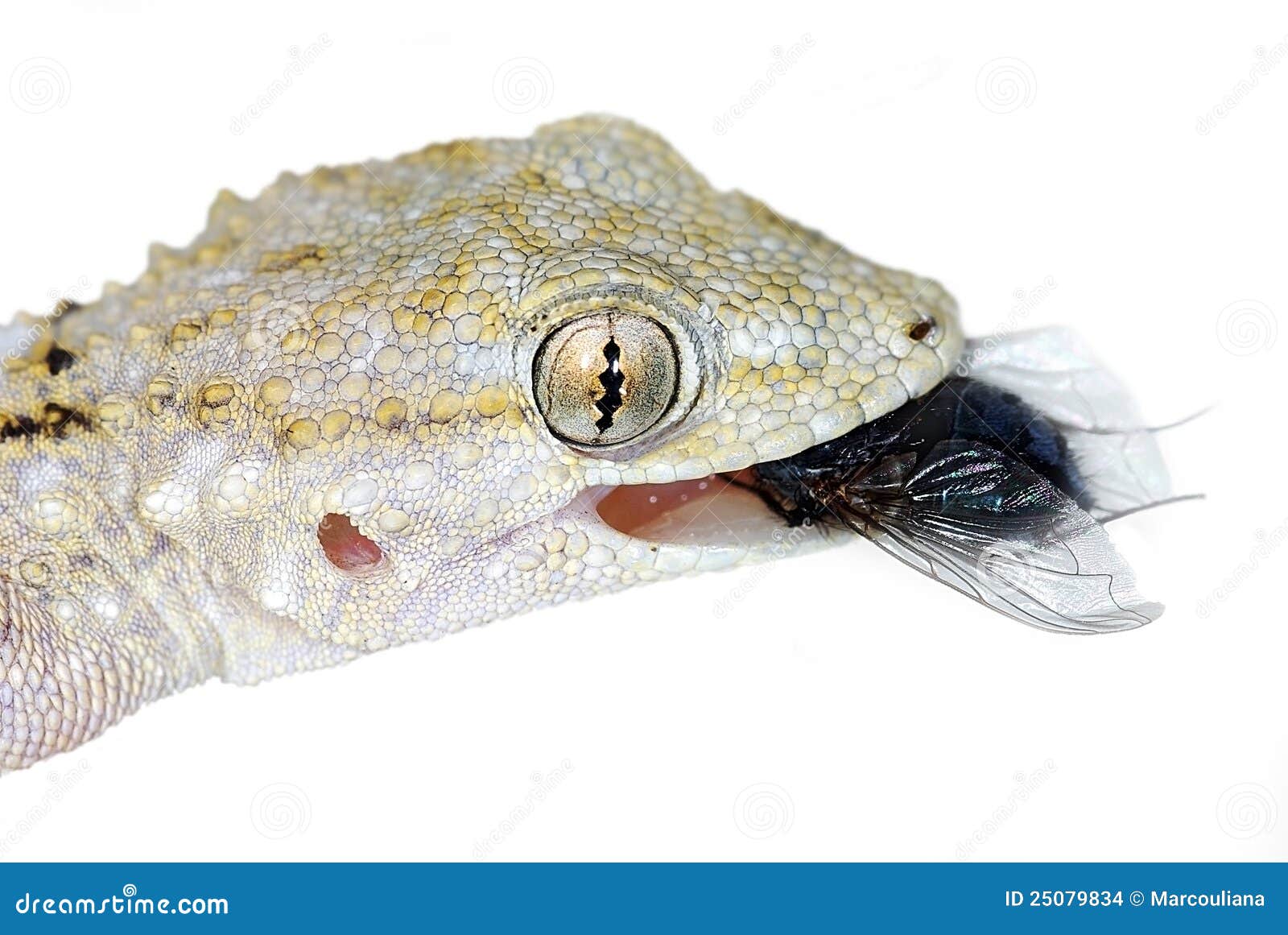 Gecko meal stock photo. Image of gekkonidae, gecko, lizard - 25079834