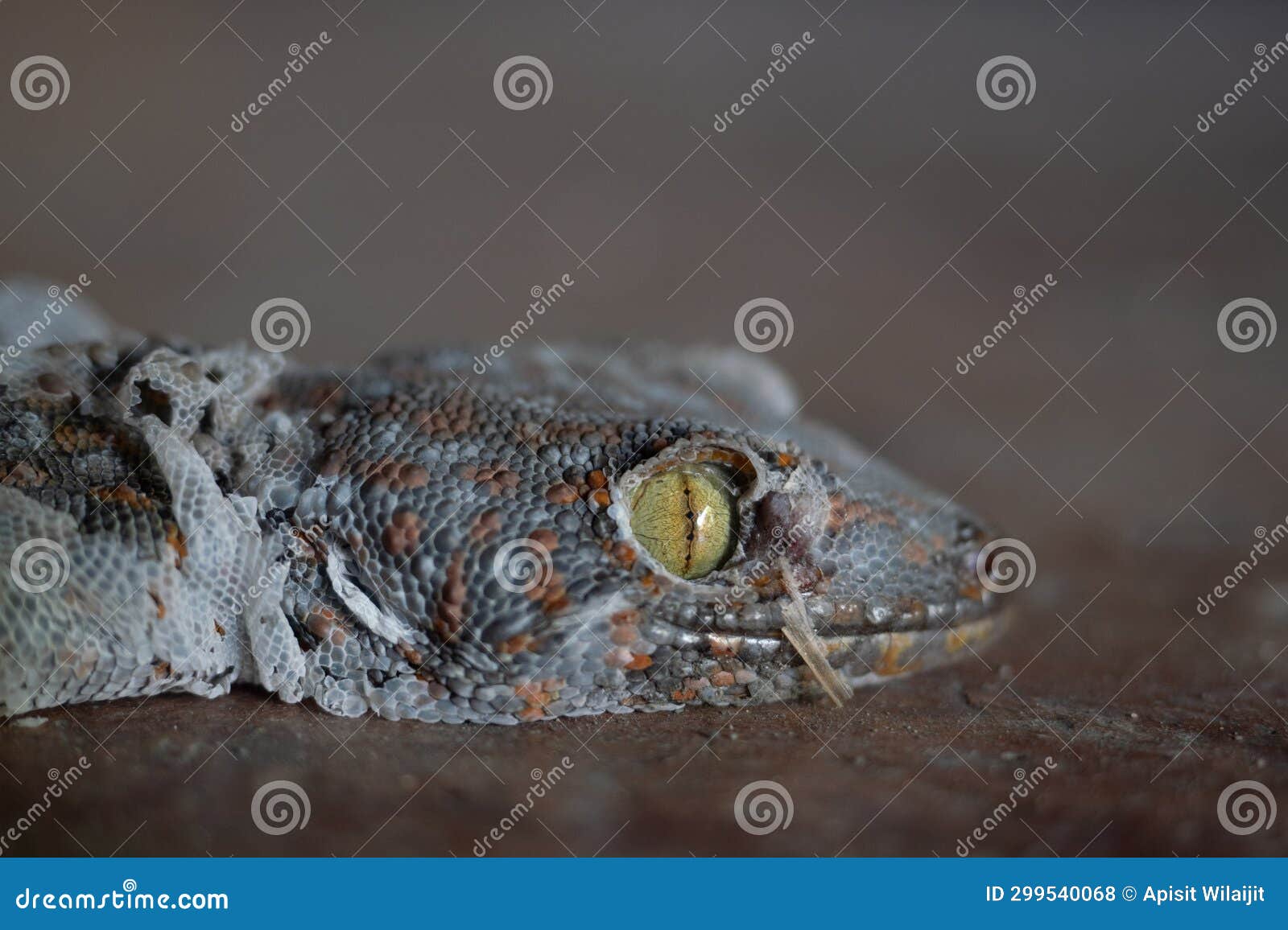 Close To Gecko Molting Off the Old Skin on the Floor. Stock Photo ...