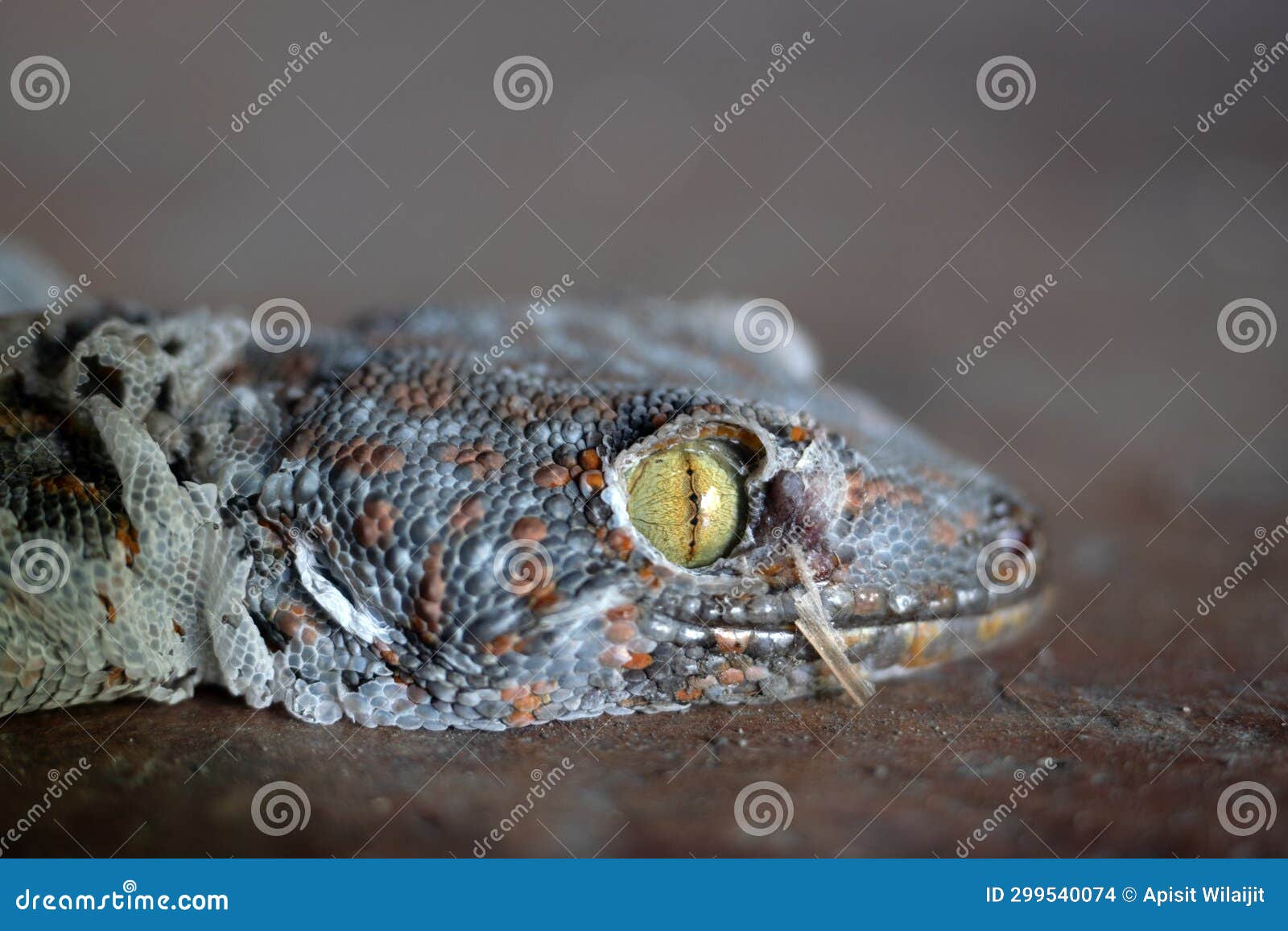 Close To Gecko Molting Off the Old Skin on the Floor. Stock Photo ...