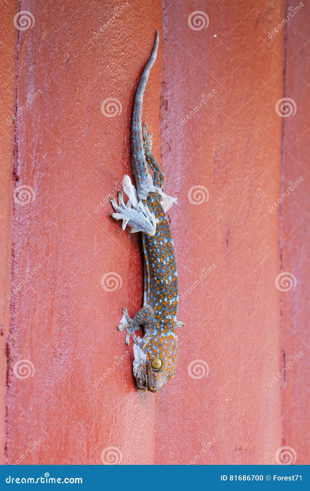 Gecko Molting Off Old Skin Stock Photos - Free & Royalty-Free Stock ...