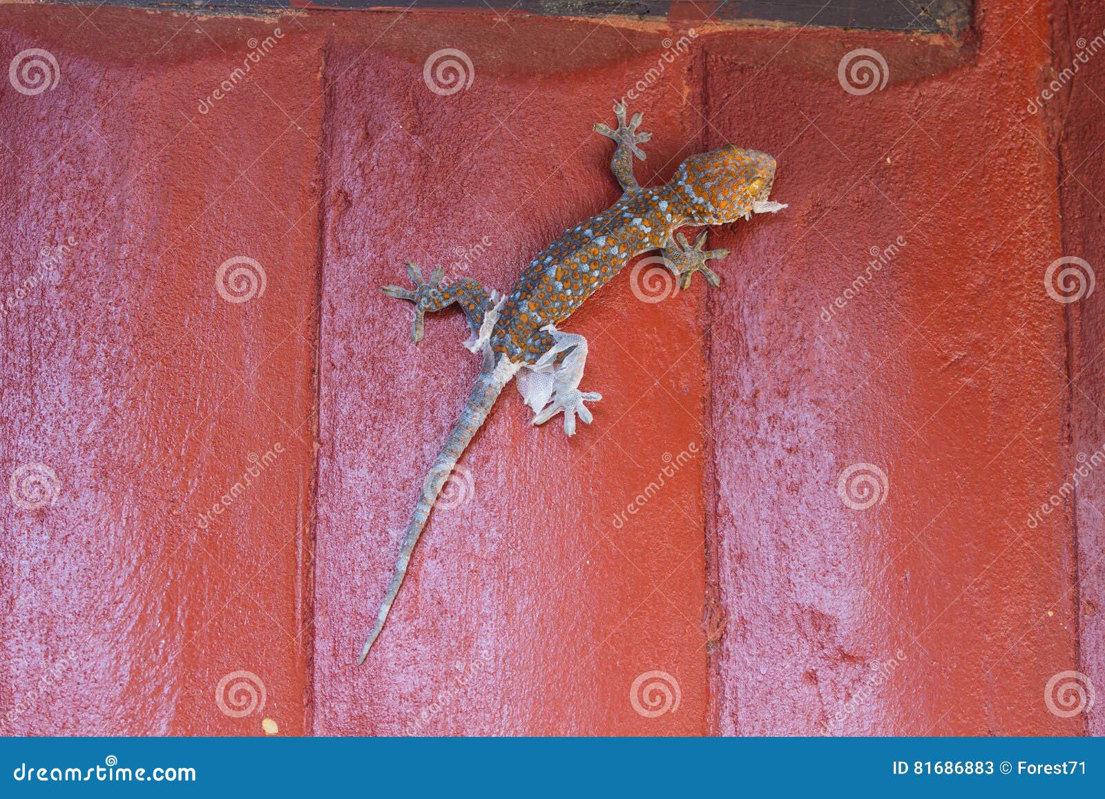 Gecko Molting Off the Old Skin Stock Image - Image of reptile, spotted ...