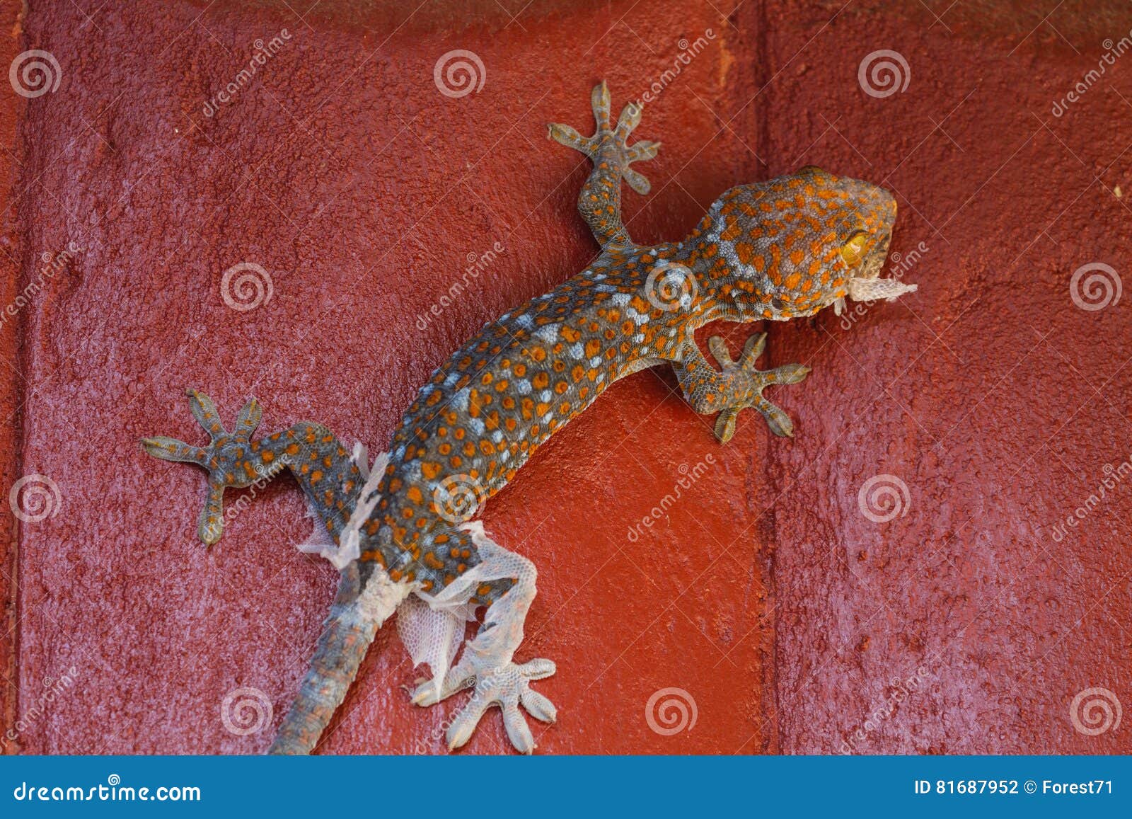 Gecko Molting Off the Old Skin Stock Photo - Image of insectivore, skin ...