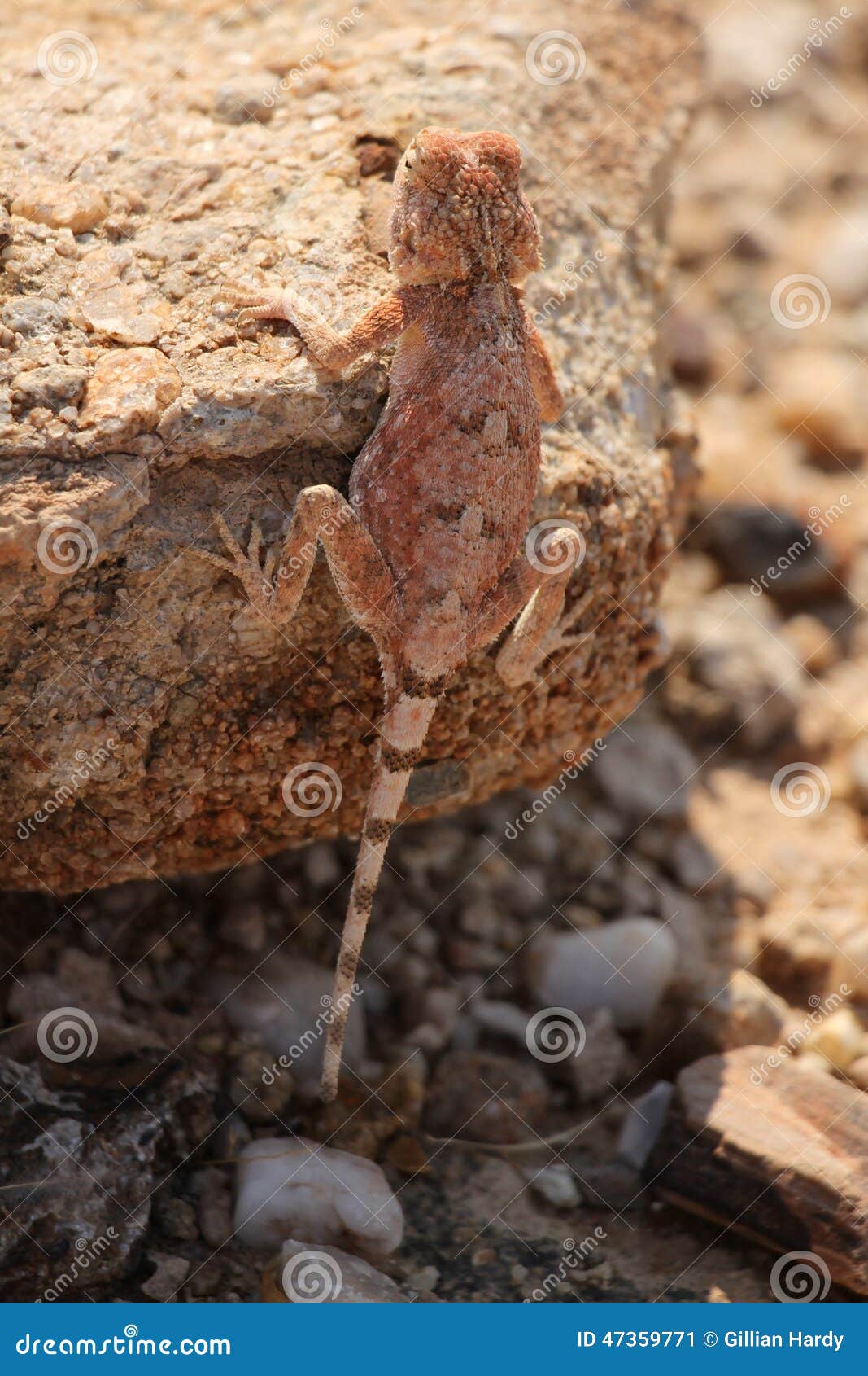 Gecko stock image. Image of african, wildlife, lizard - 47359771