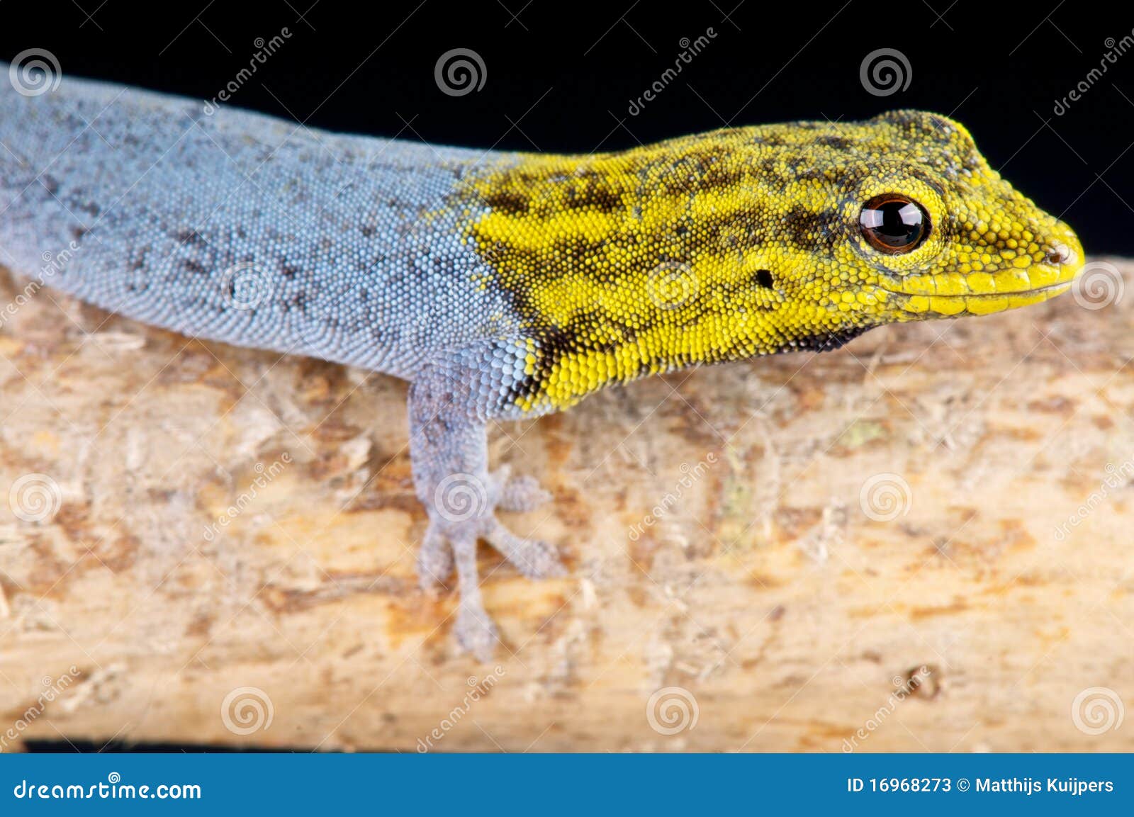 Gecko Nano Giallo-intestato Immagine Stock - Immagine di predatore ...