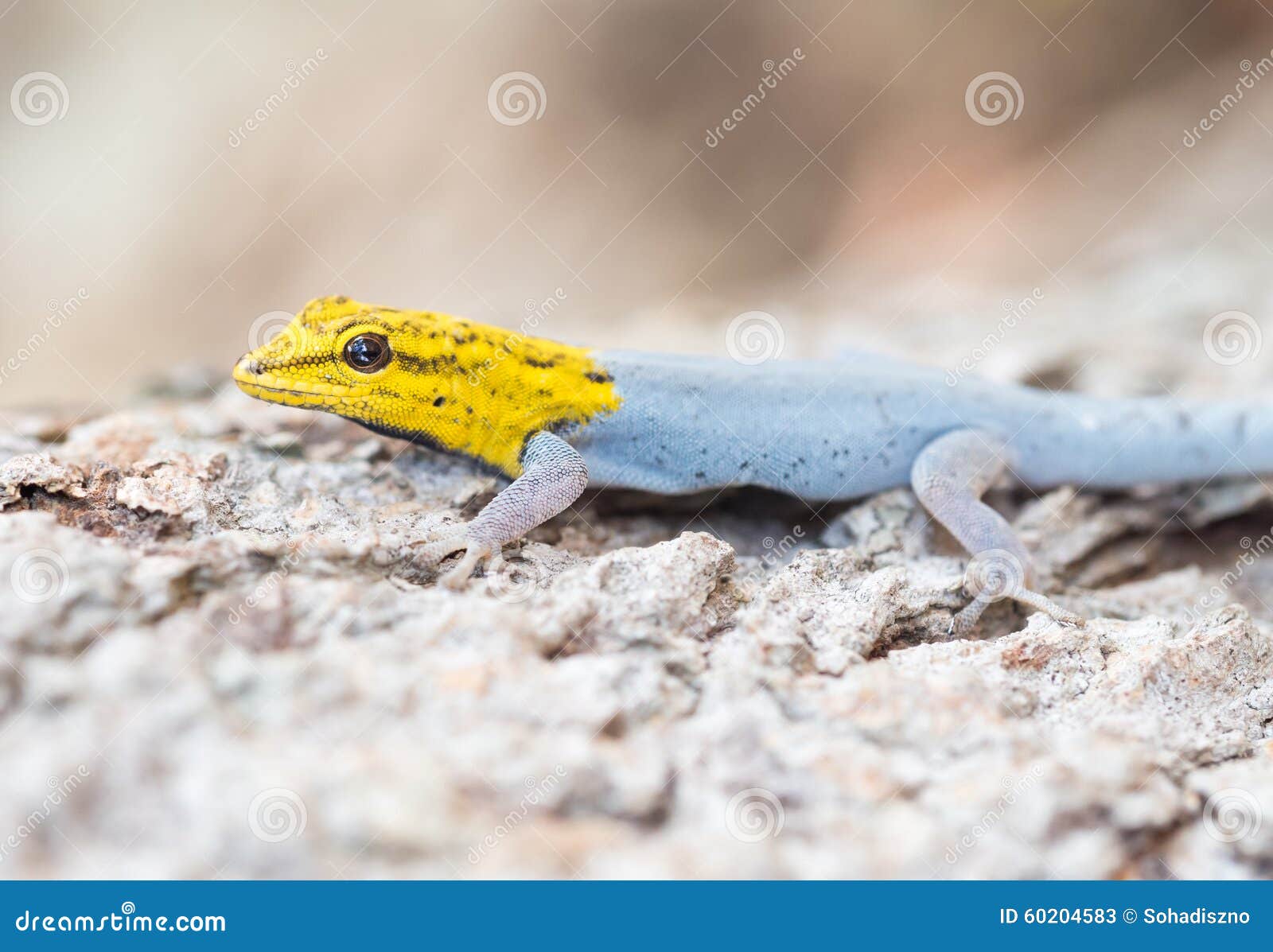 Gecko Nano Giallo-intestato Immagine Stock - Immagine di giallo, nano ...