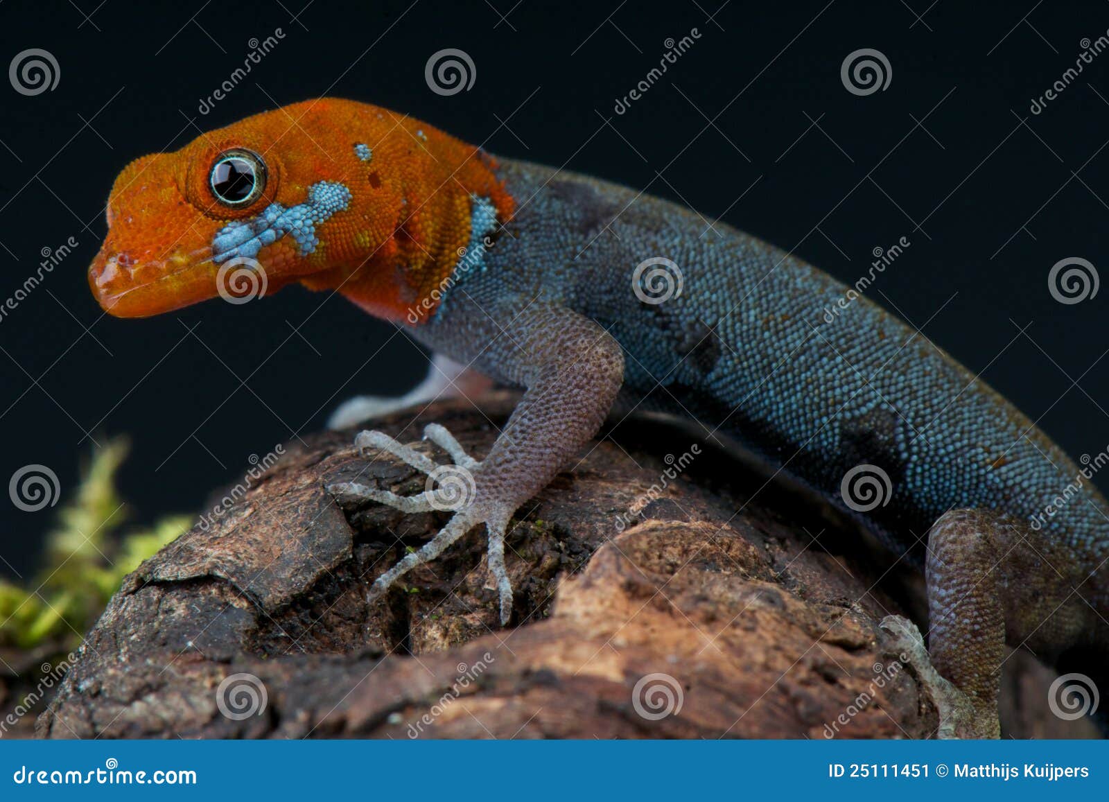 Gecko nano Red-headed immagine stock. Immagine di antille - 25111451