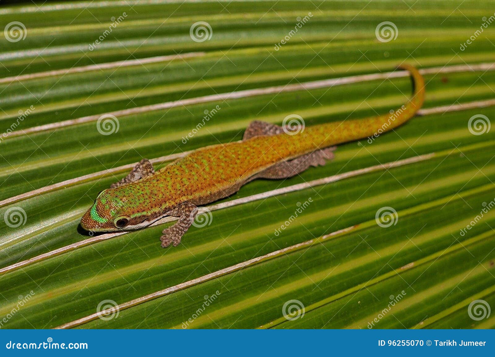 Gecko in natural habitat stock photo. Image of mauritius - 96255070