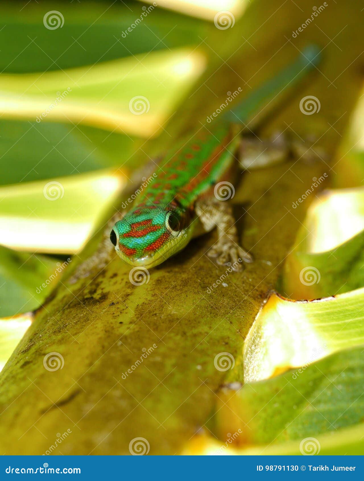 Gecko in natural habitat stock photo. Image of gecko - 98791130
