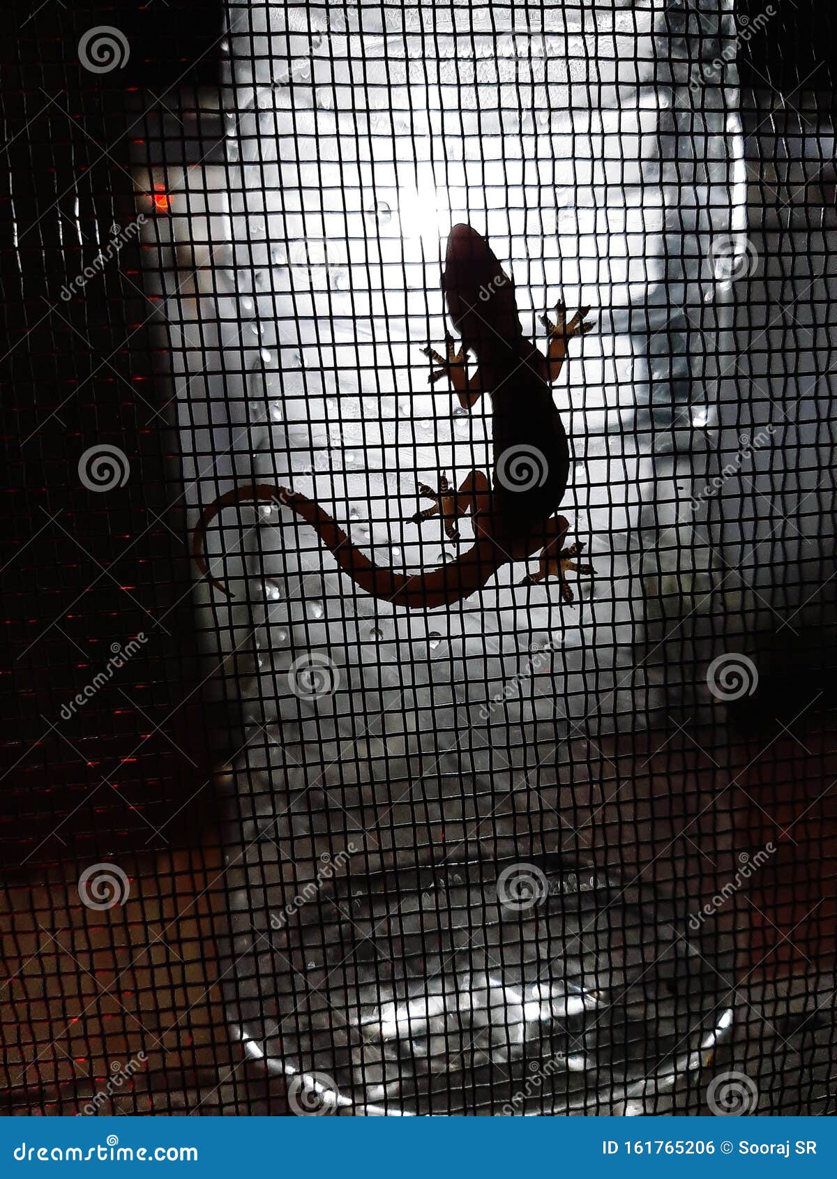 Gecko Night Seen at Whindow Stock Photo - Image of shadow, gecko: 161765206
