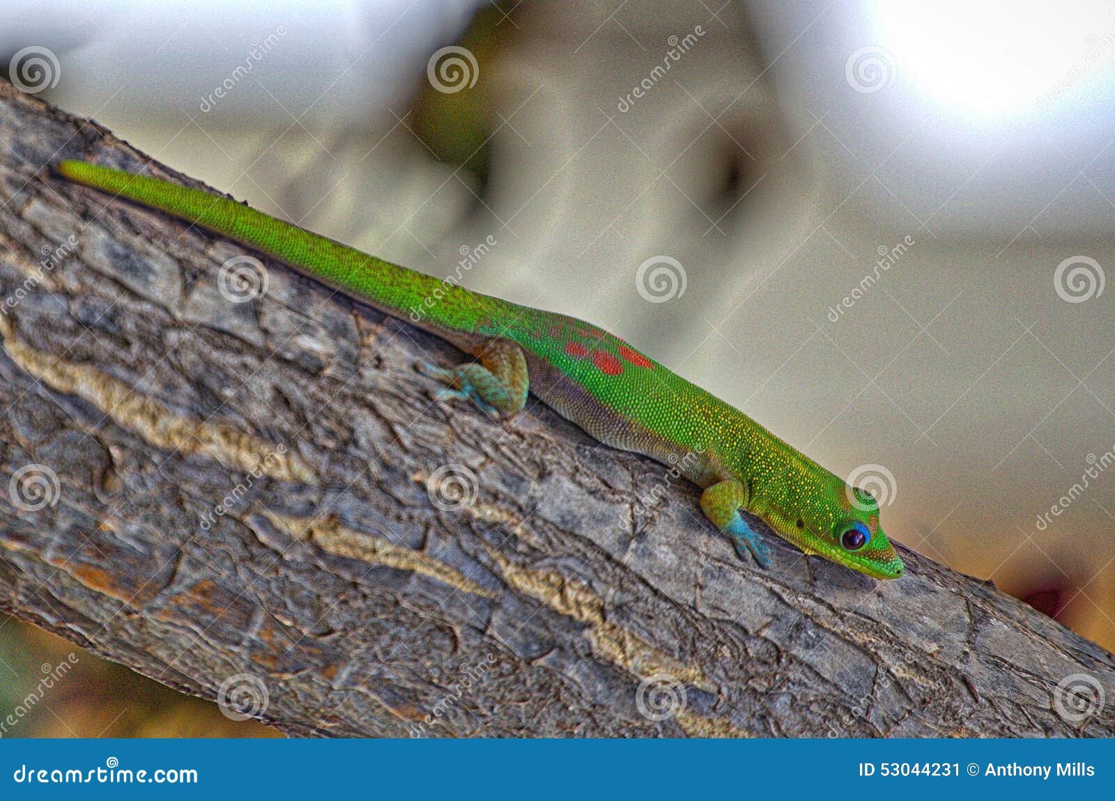 Gecko out on a limb stock image. Image of maui, calm - 53044231