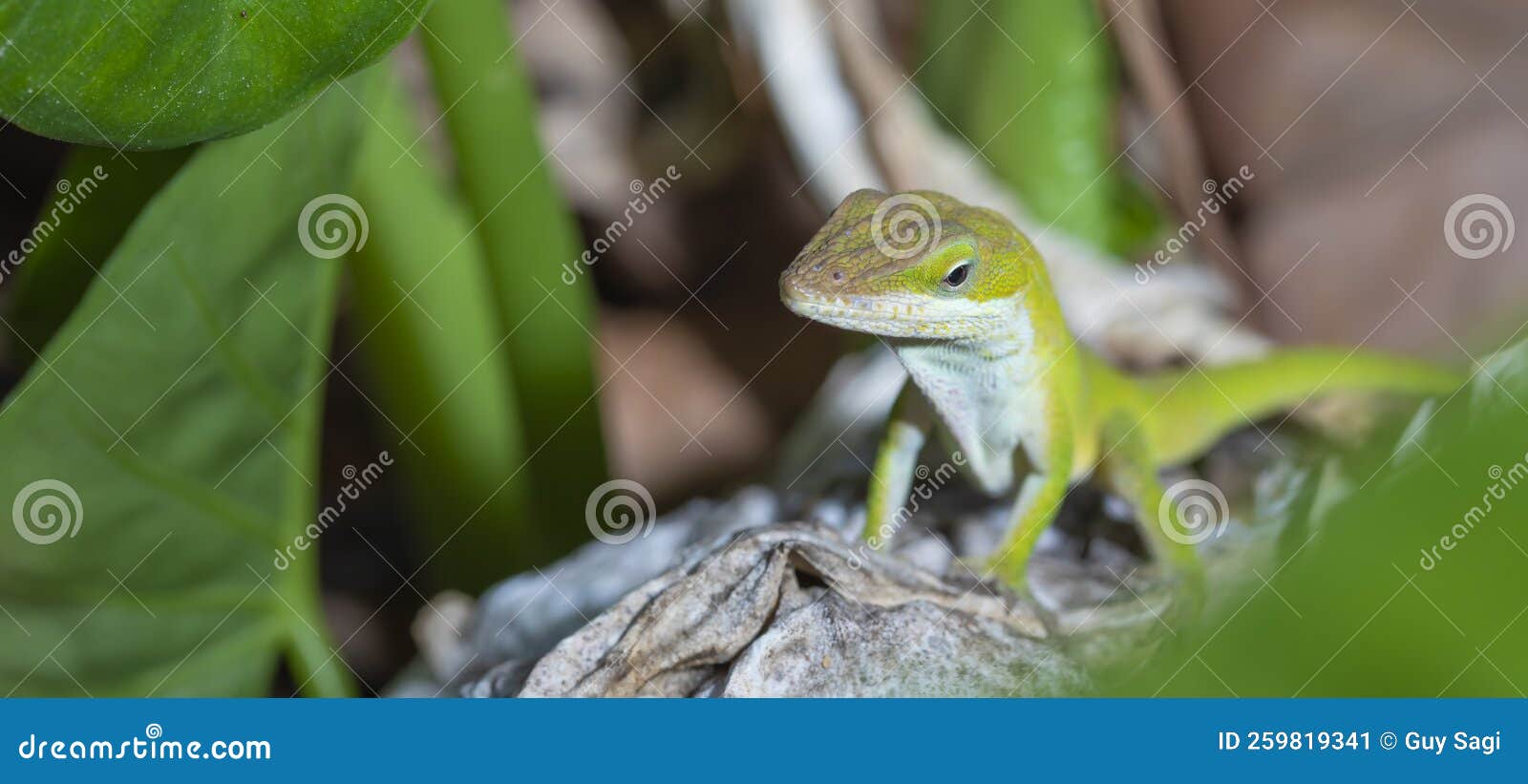 Gecko Outdoors in North Carolina Stock Image - Image of wildlife, copy ...